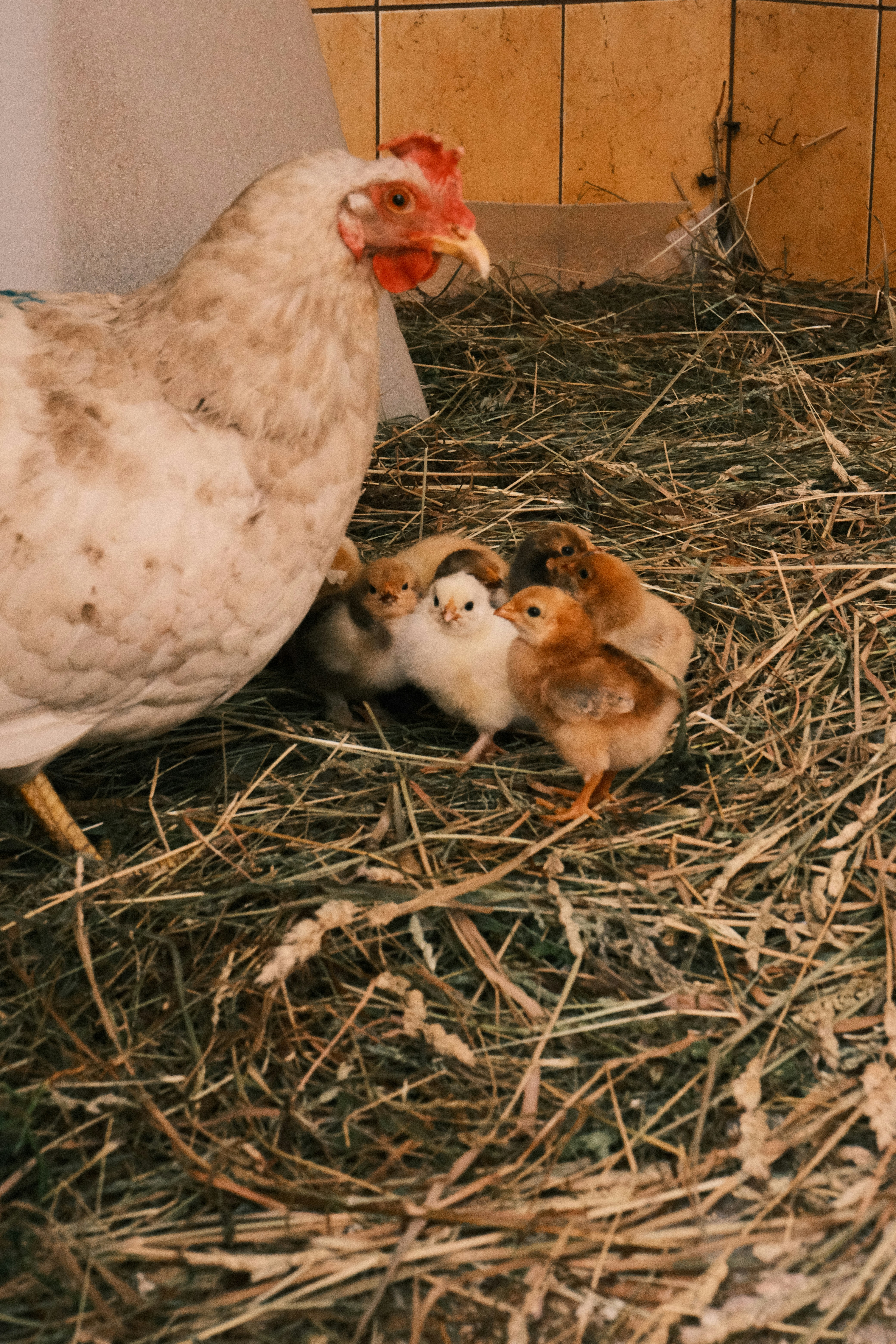 Mother Hen with Hatchlings under a Henhouse Nook