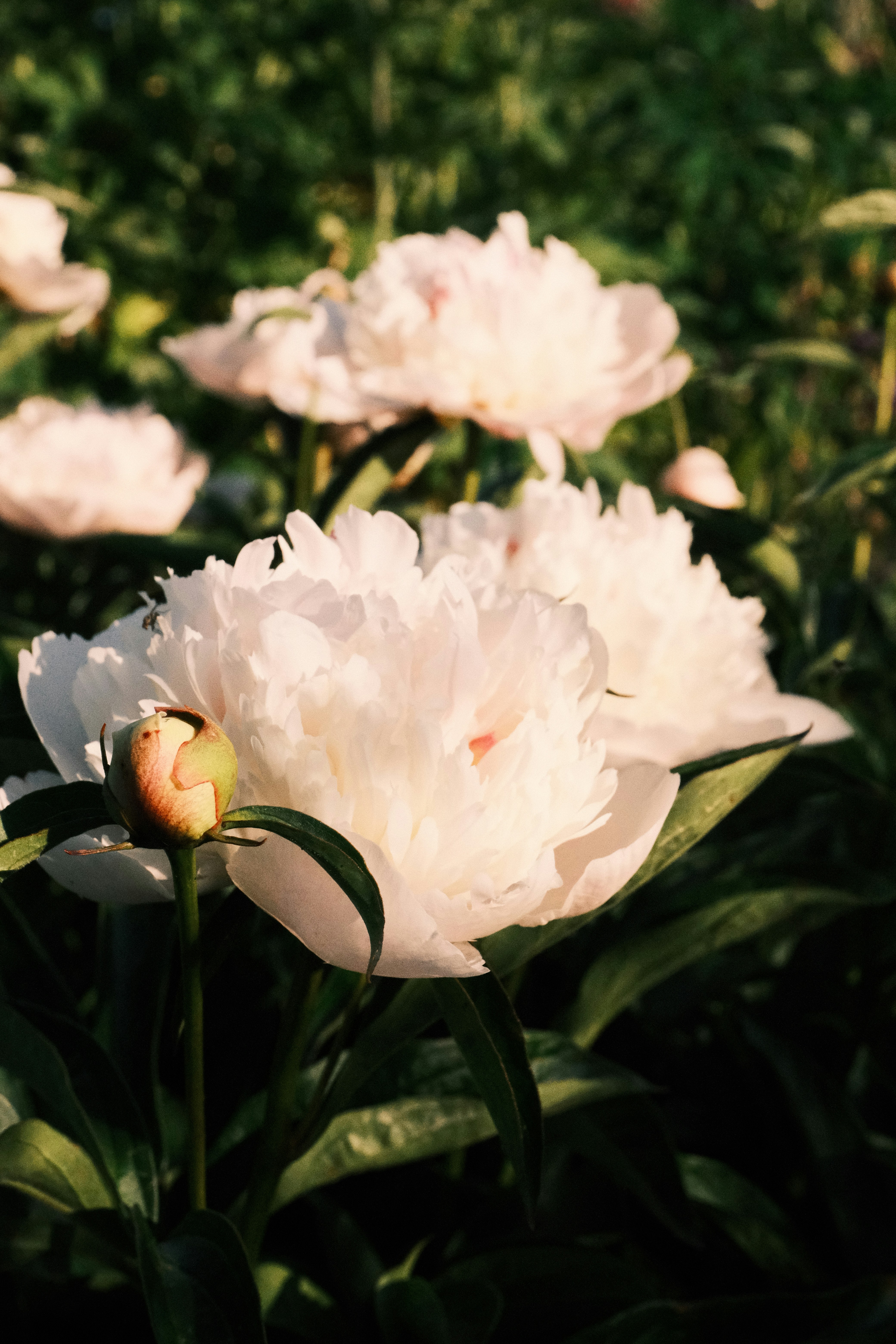 White peonies and a bud blooming in a garden.