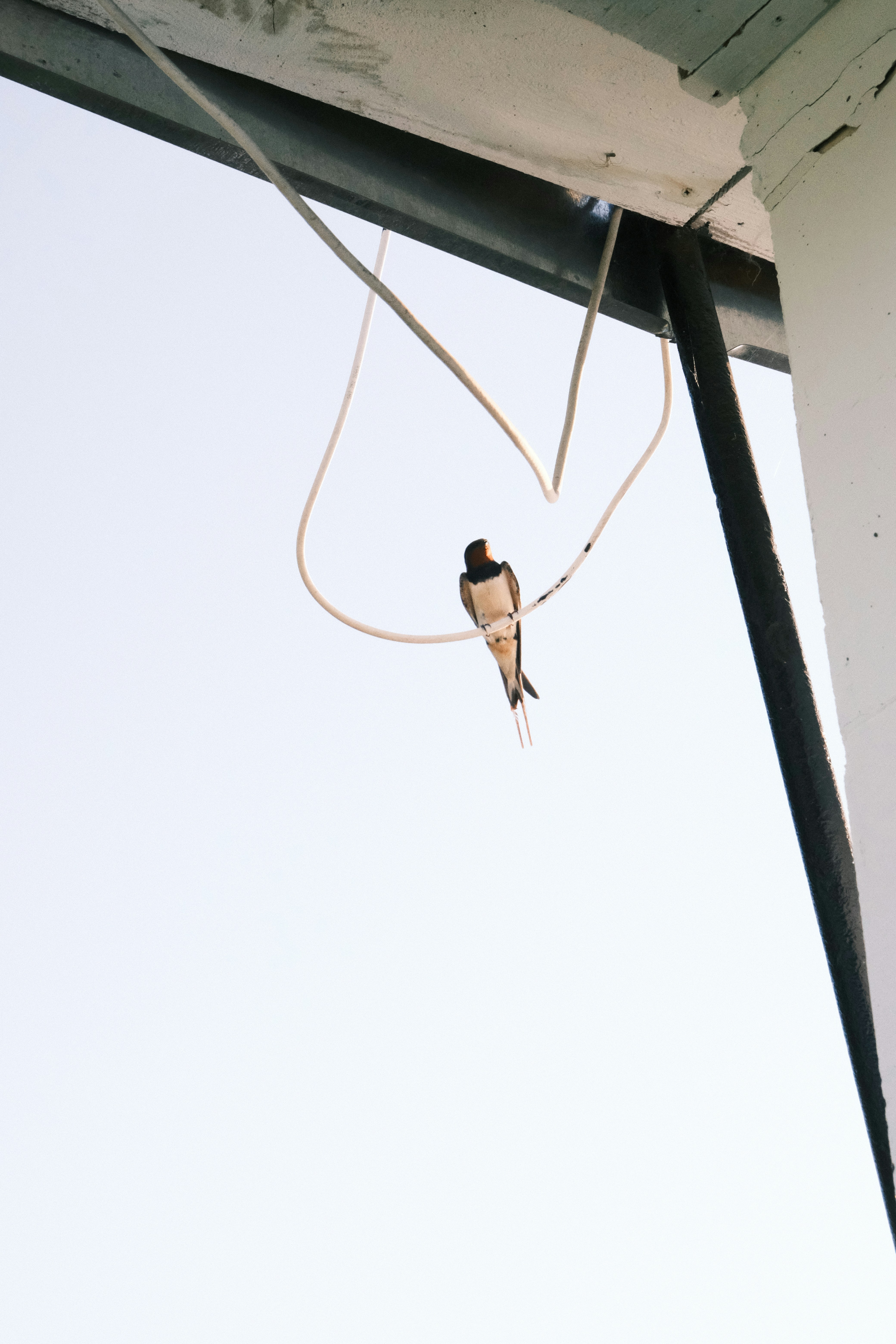 Sparrow on the Wire: A Quiet Moment Above the Roofline