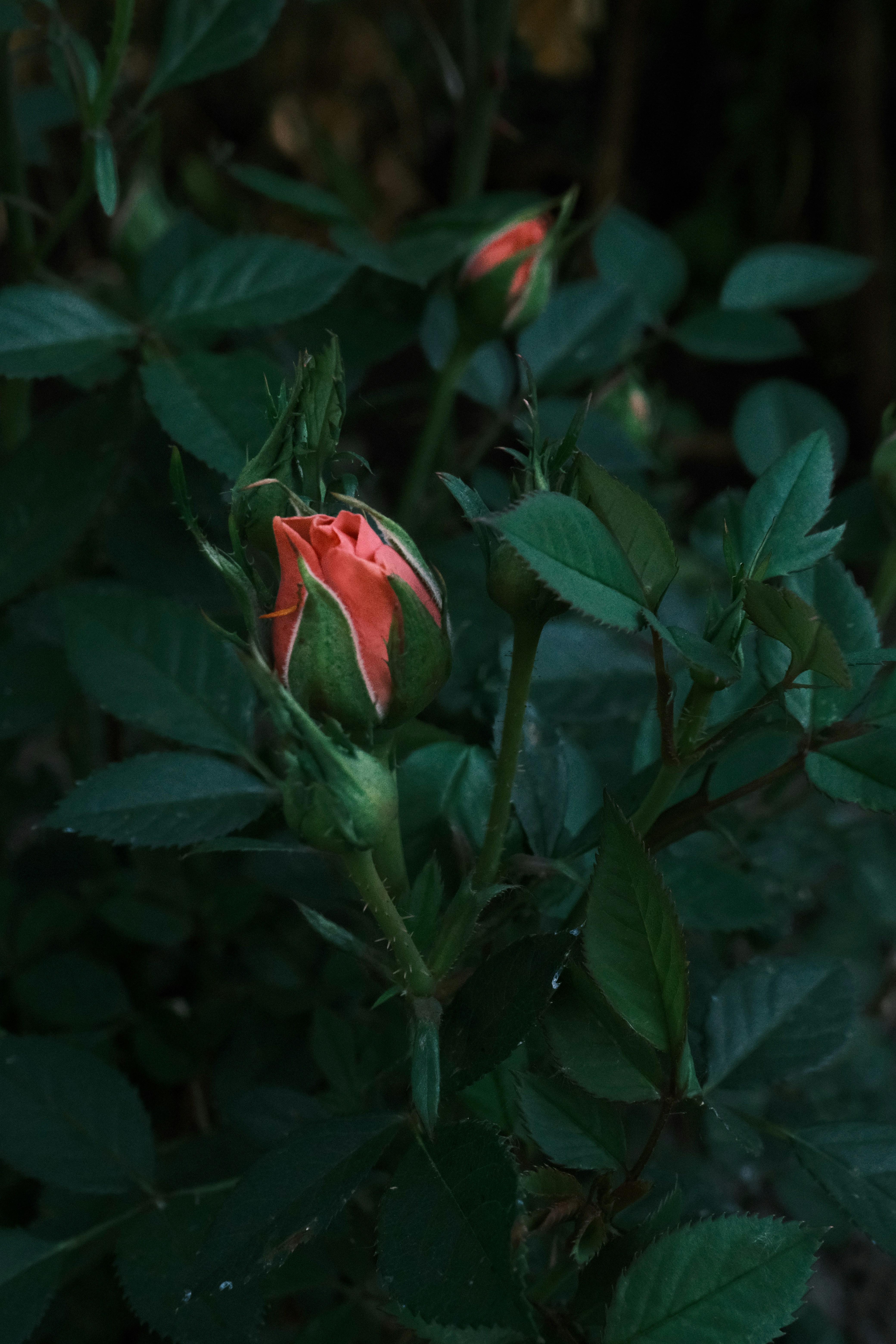 Crimson Buds in Shaded Garden