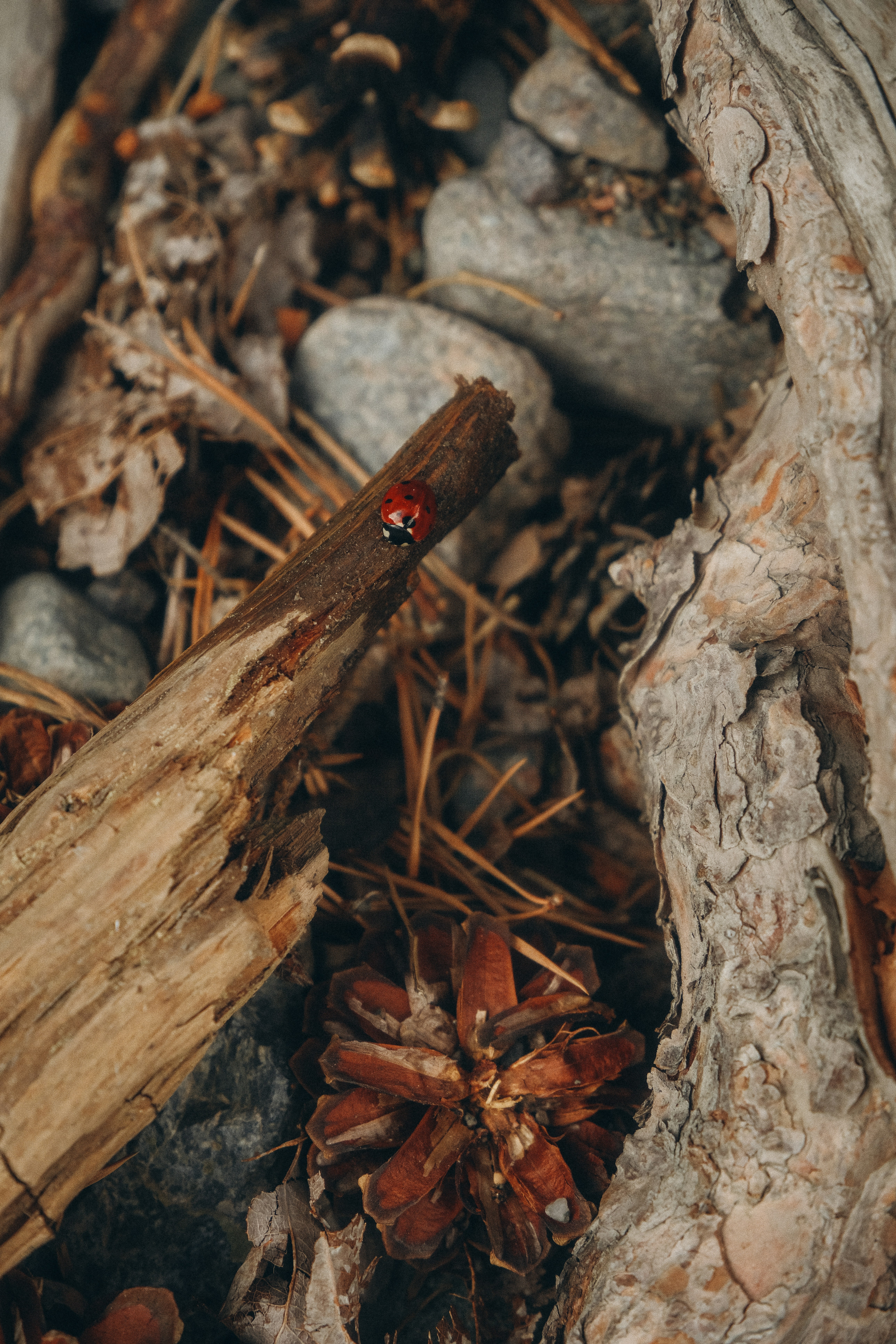 Cracked Log and Ladybug: Nature’s Minute Scan of a Woodland Corner