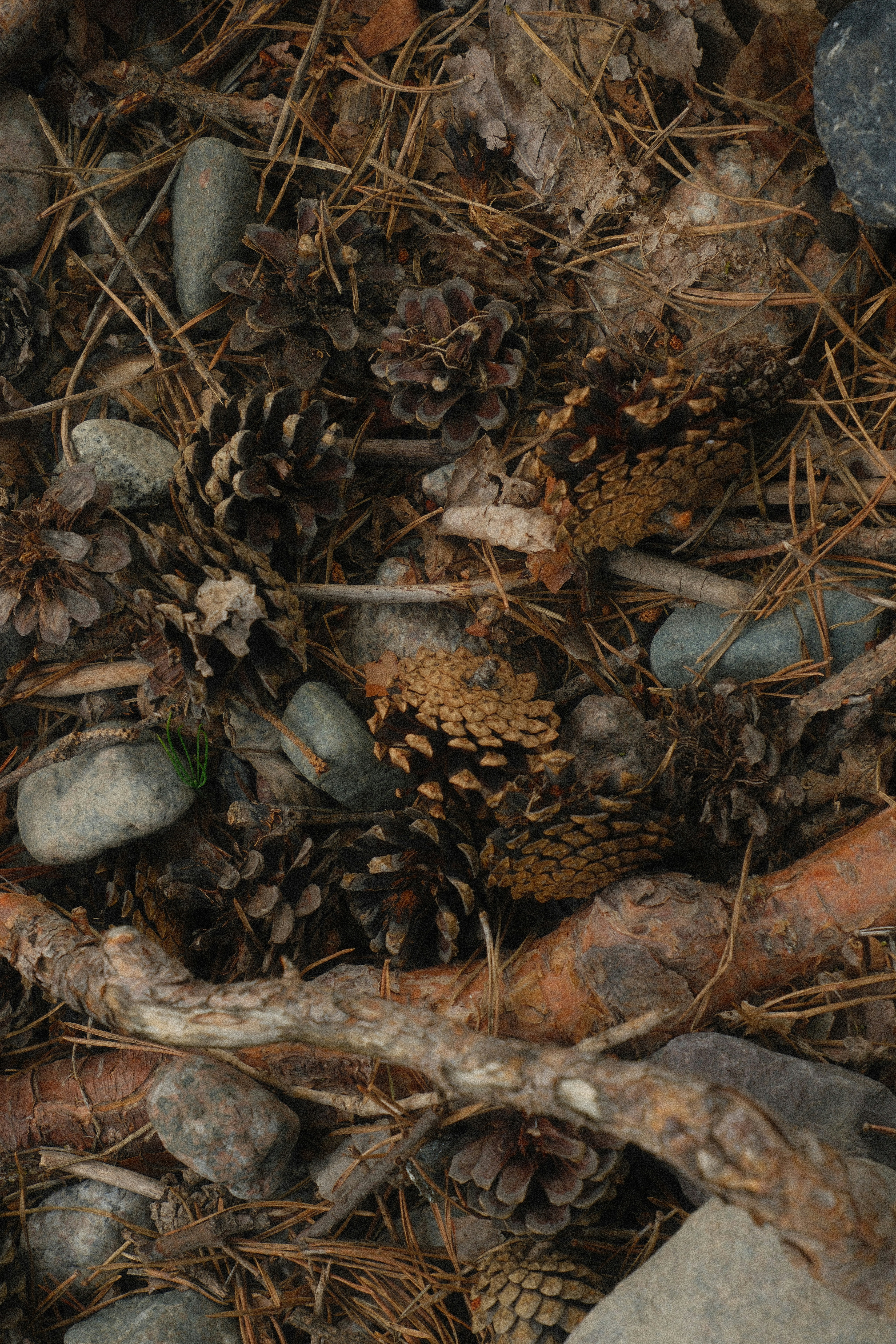 Pinecones, needles, and rocks scattered on the forest floor.