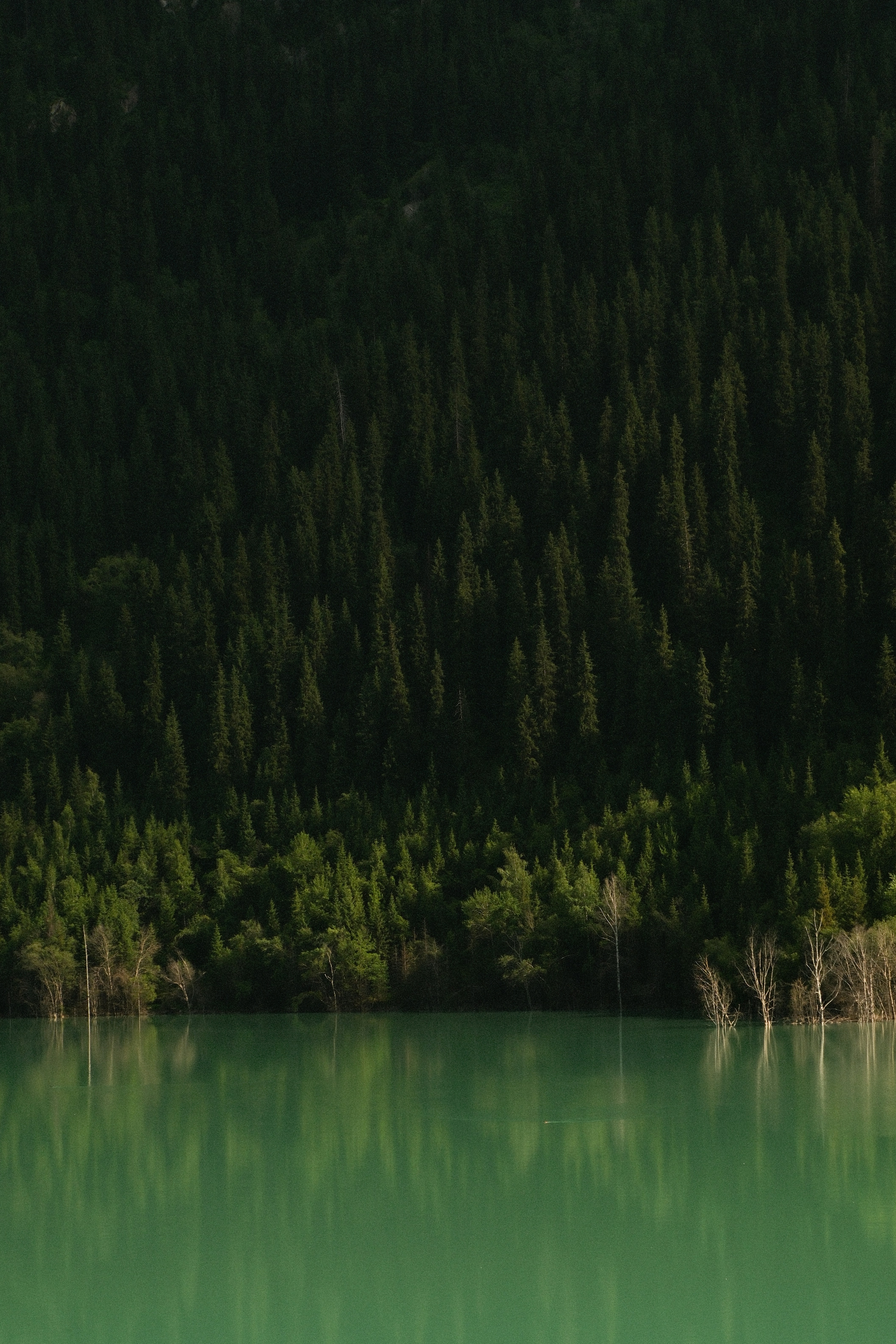 Dense forest reflected in a tranquil green lake.