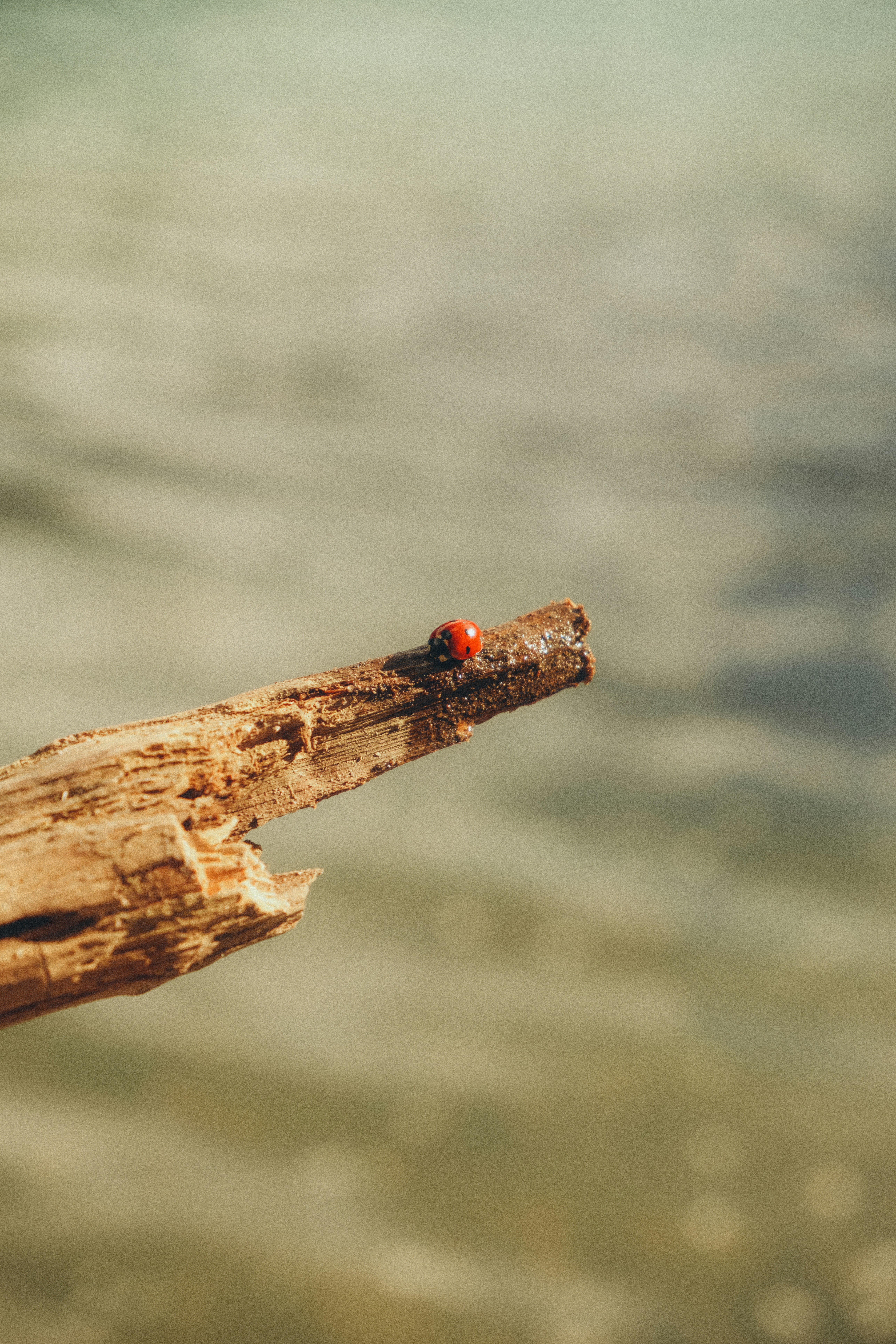 Red Speck on a Weathered Tip