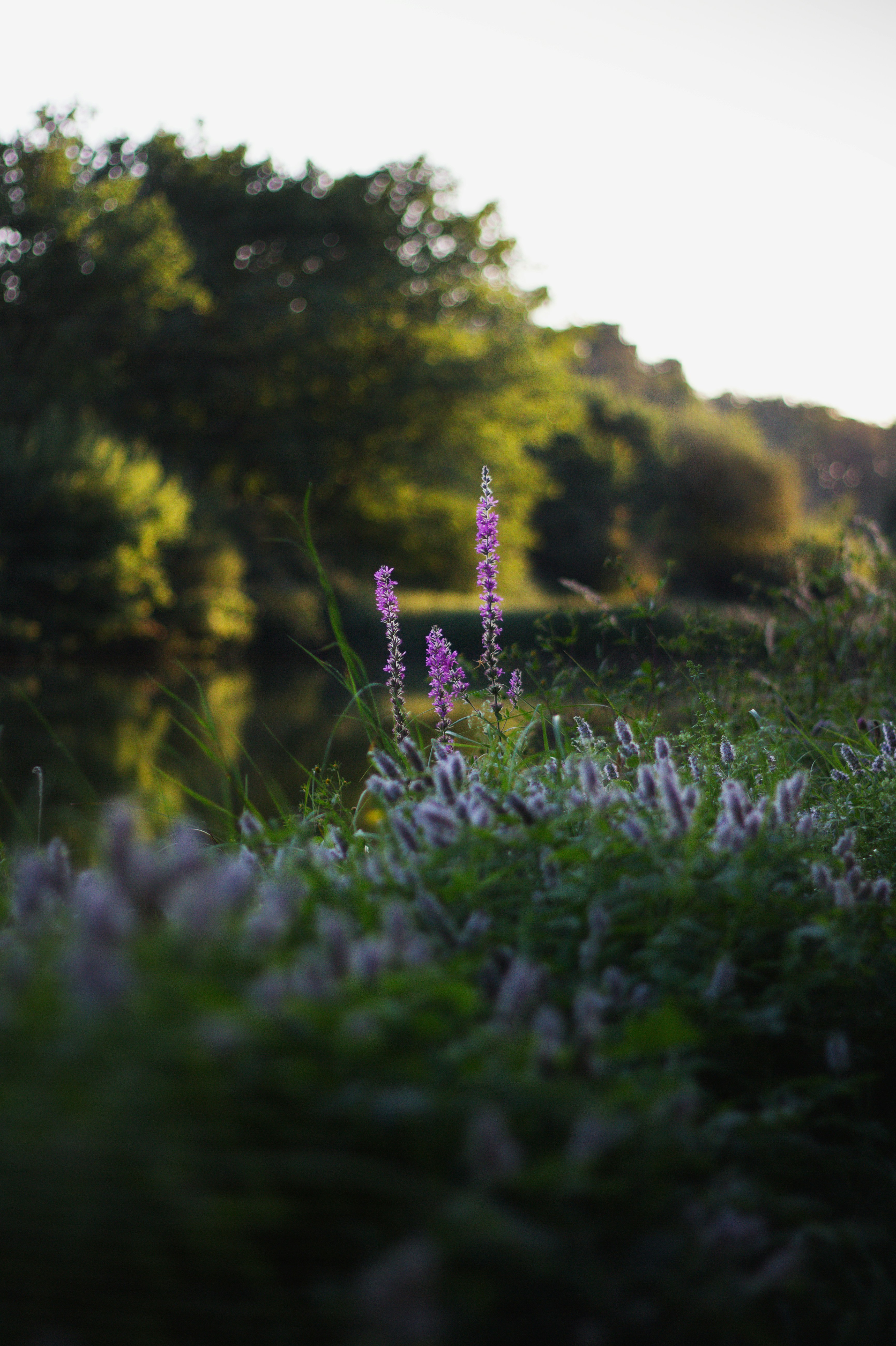 Purple blooms in the golden glow by a tranquil lakeside