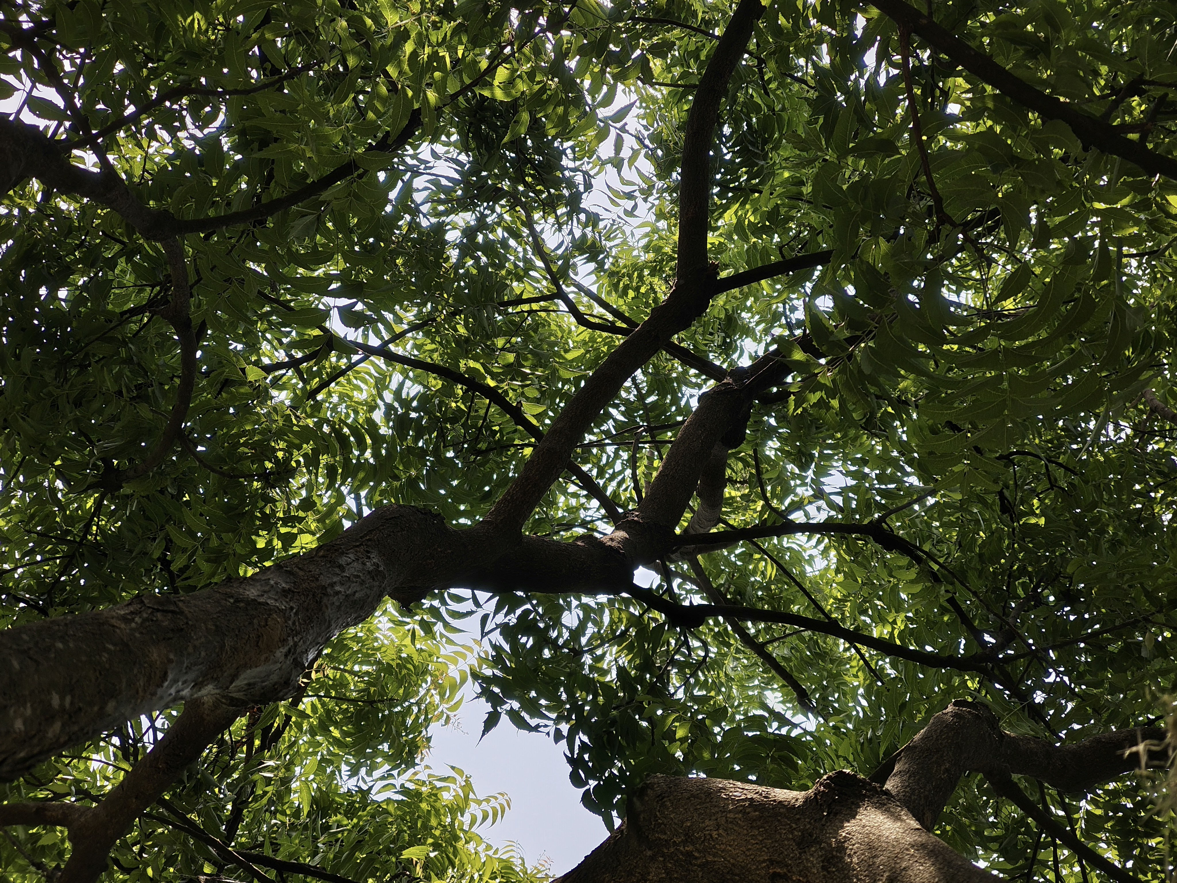 Sun-dappled tree canopy with branches and vibrant green leaves against a bright sky, captured from a low angle to emphasize upward perspective.