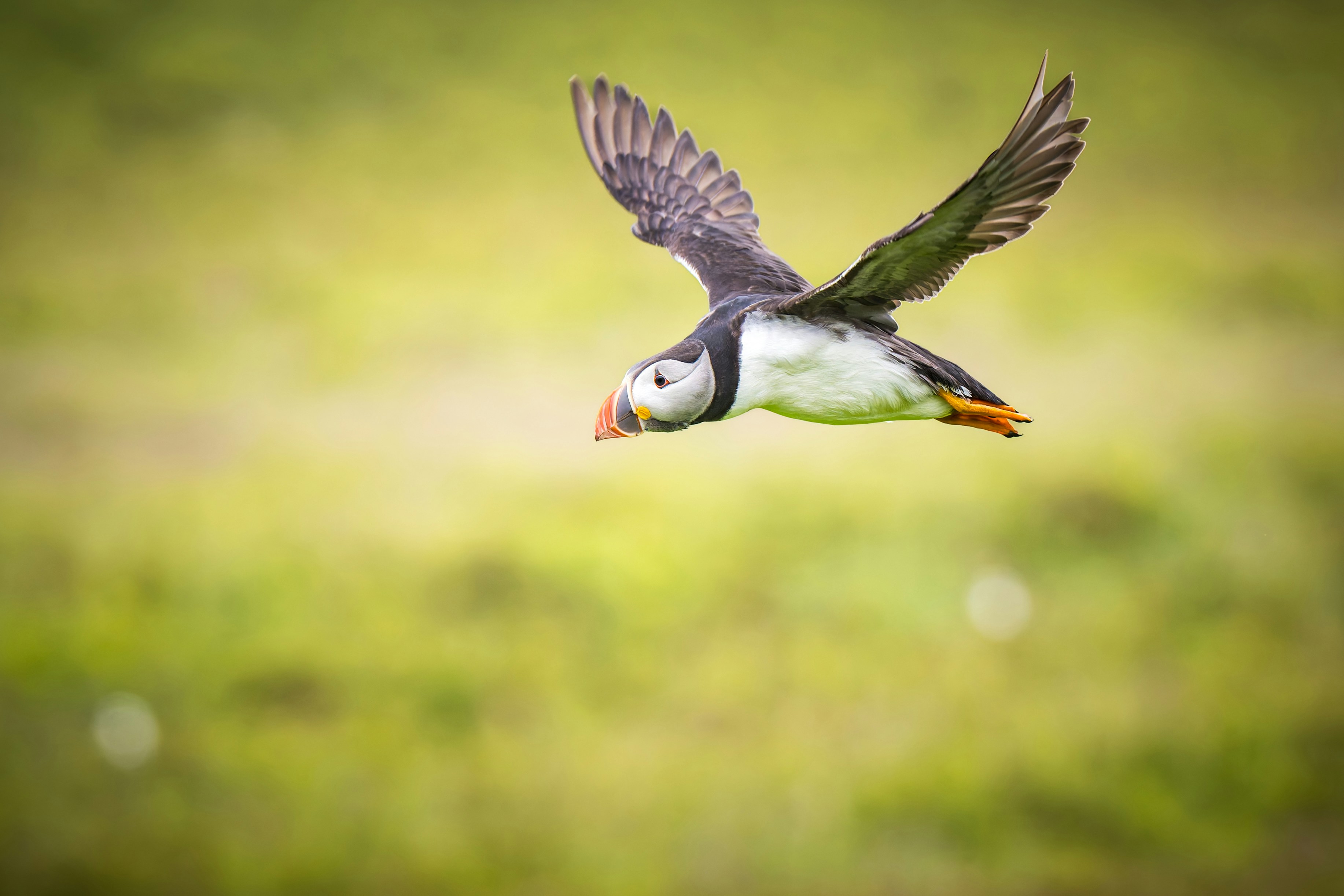 Atlantic Puffin - in flight