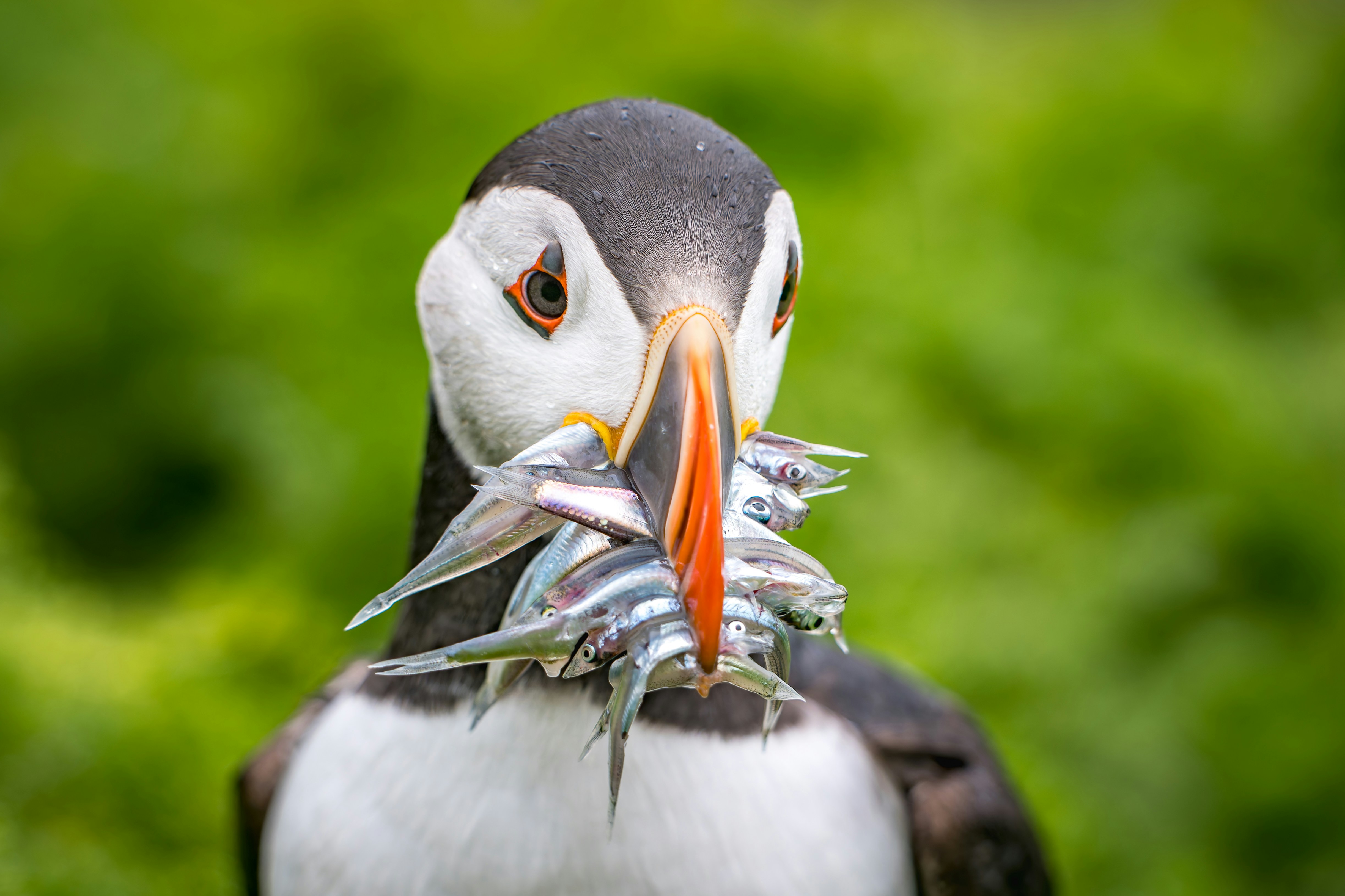 Atlantic Puffin - with sand eels