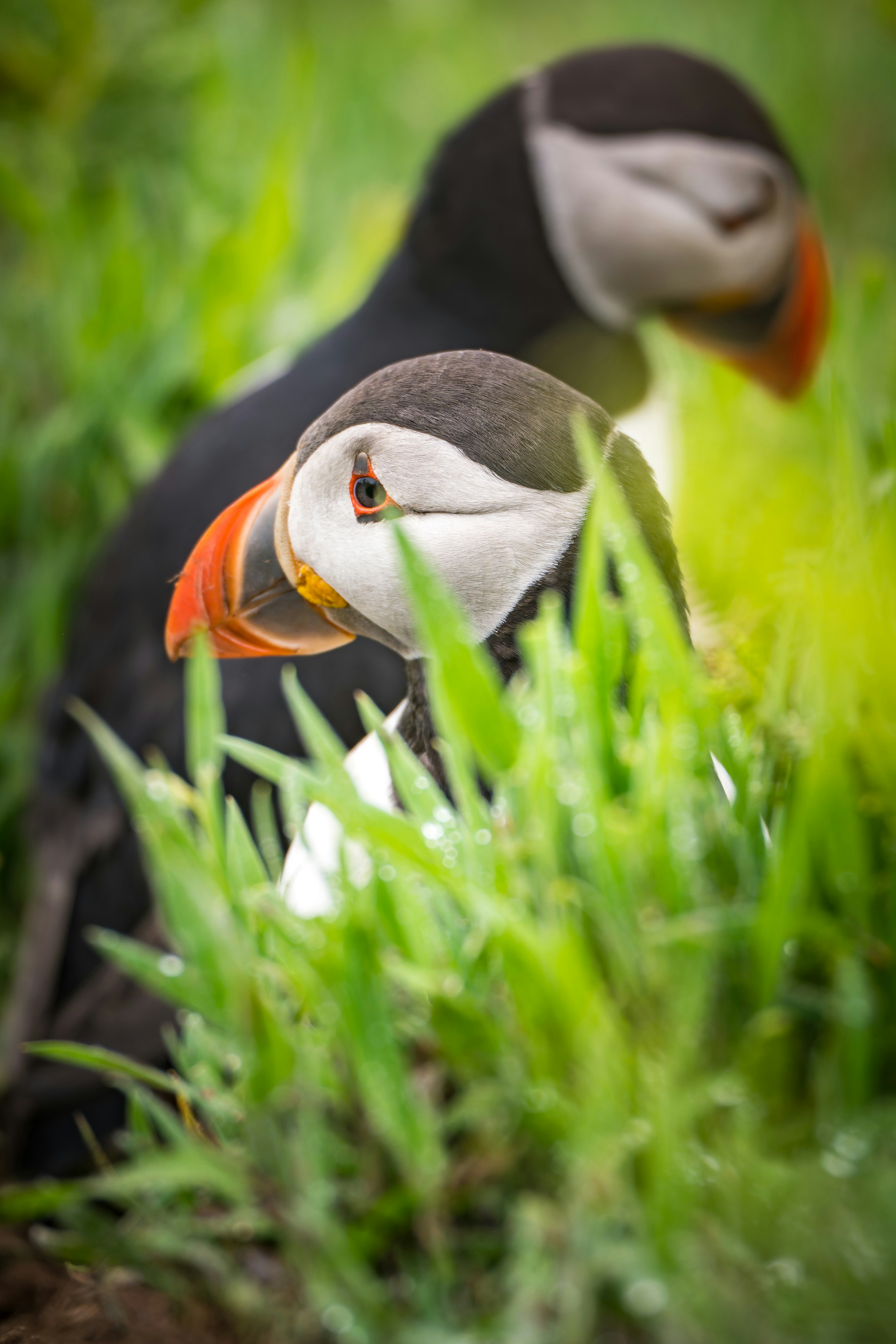 Two atlantic puffins nestled in vibrant green grass. photo – Free Bird ...