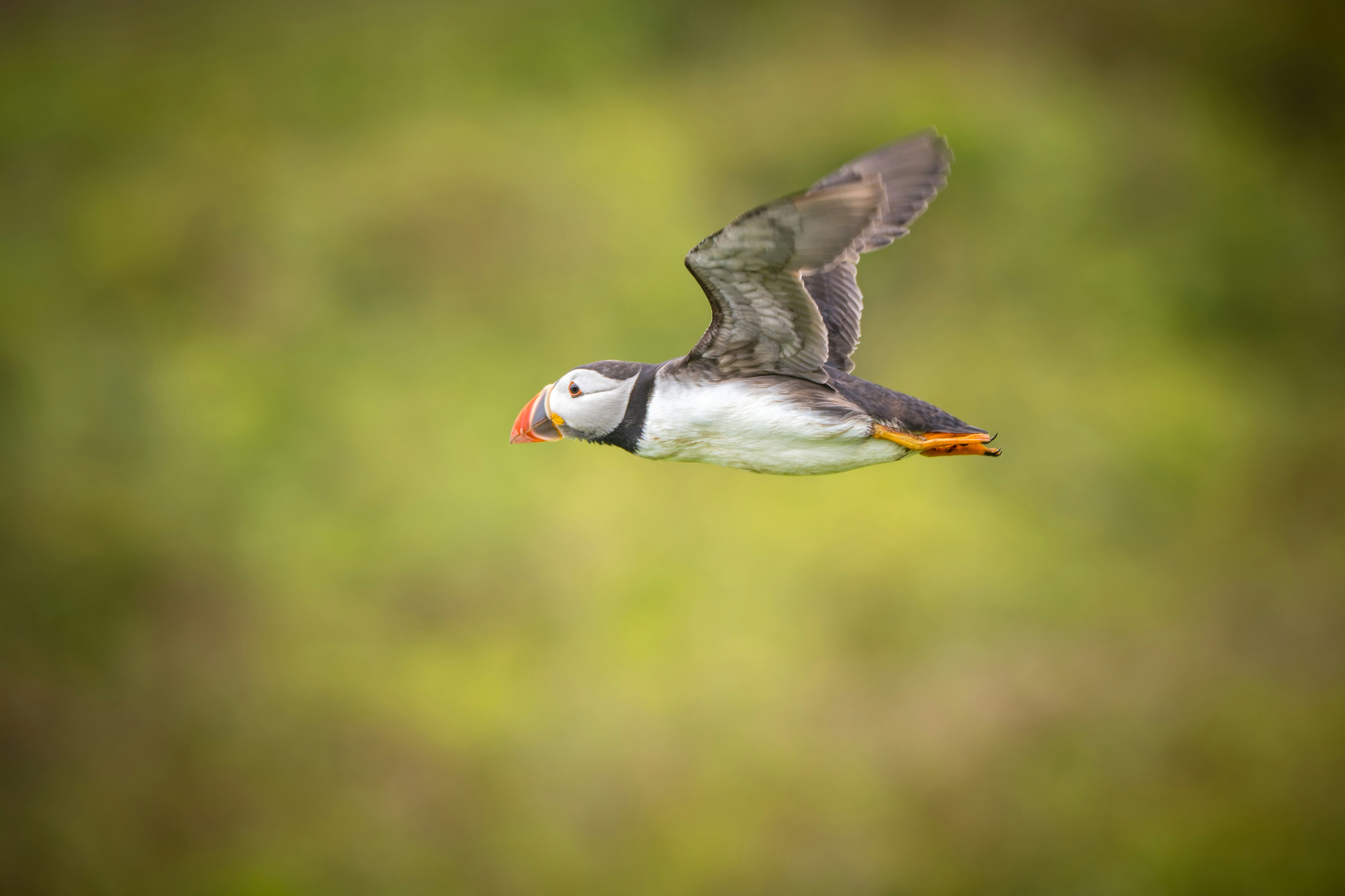 A puffin flies with wings spread against a green background. photo ...