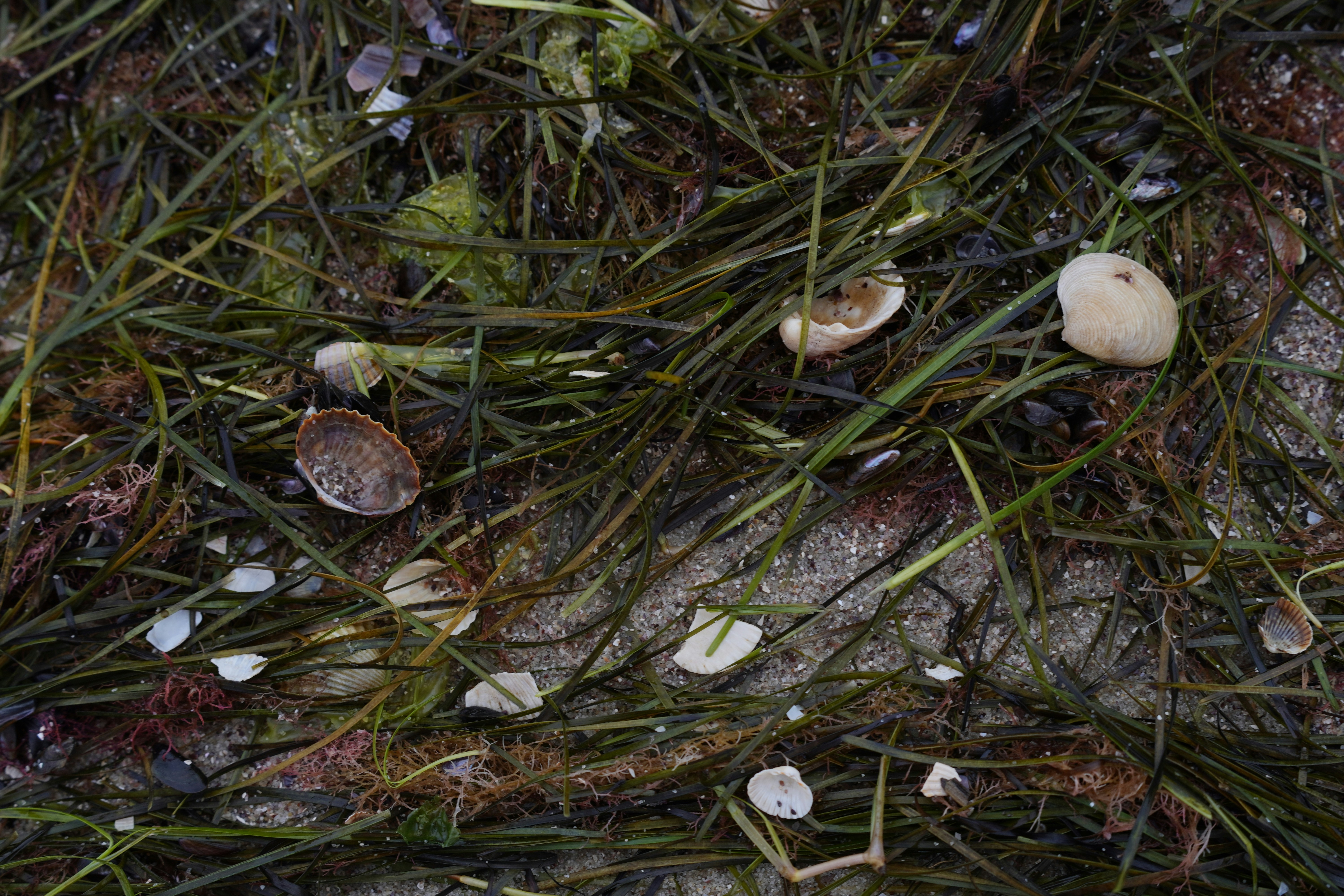 Tangled Sea Grass and White Shell Fragments on Pebbled Shore