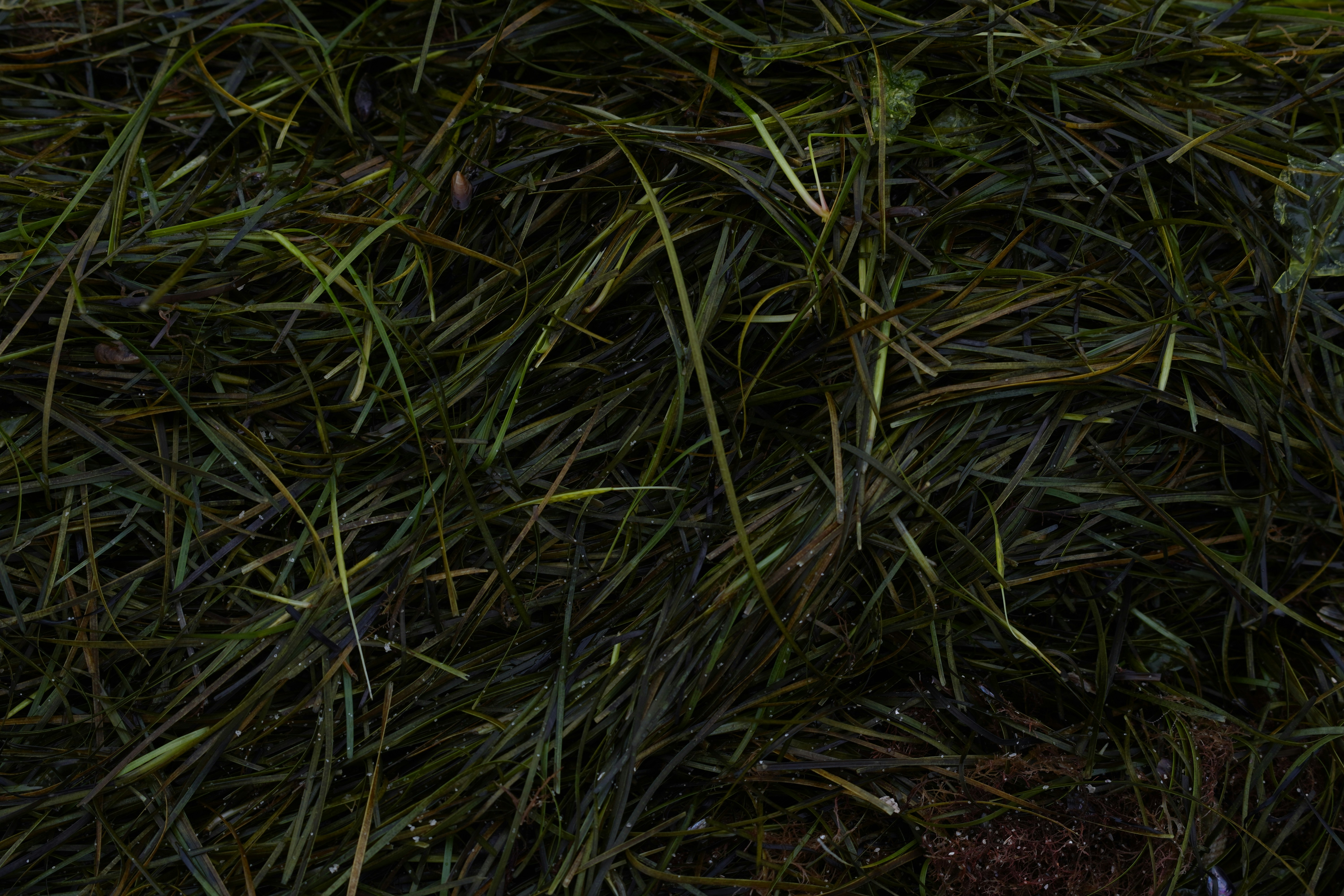 Dense Grass Threads in Shadowed Ground Terrain