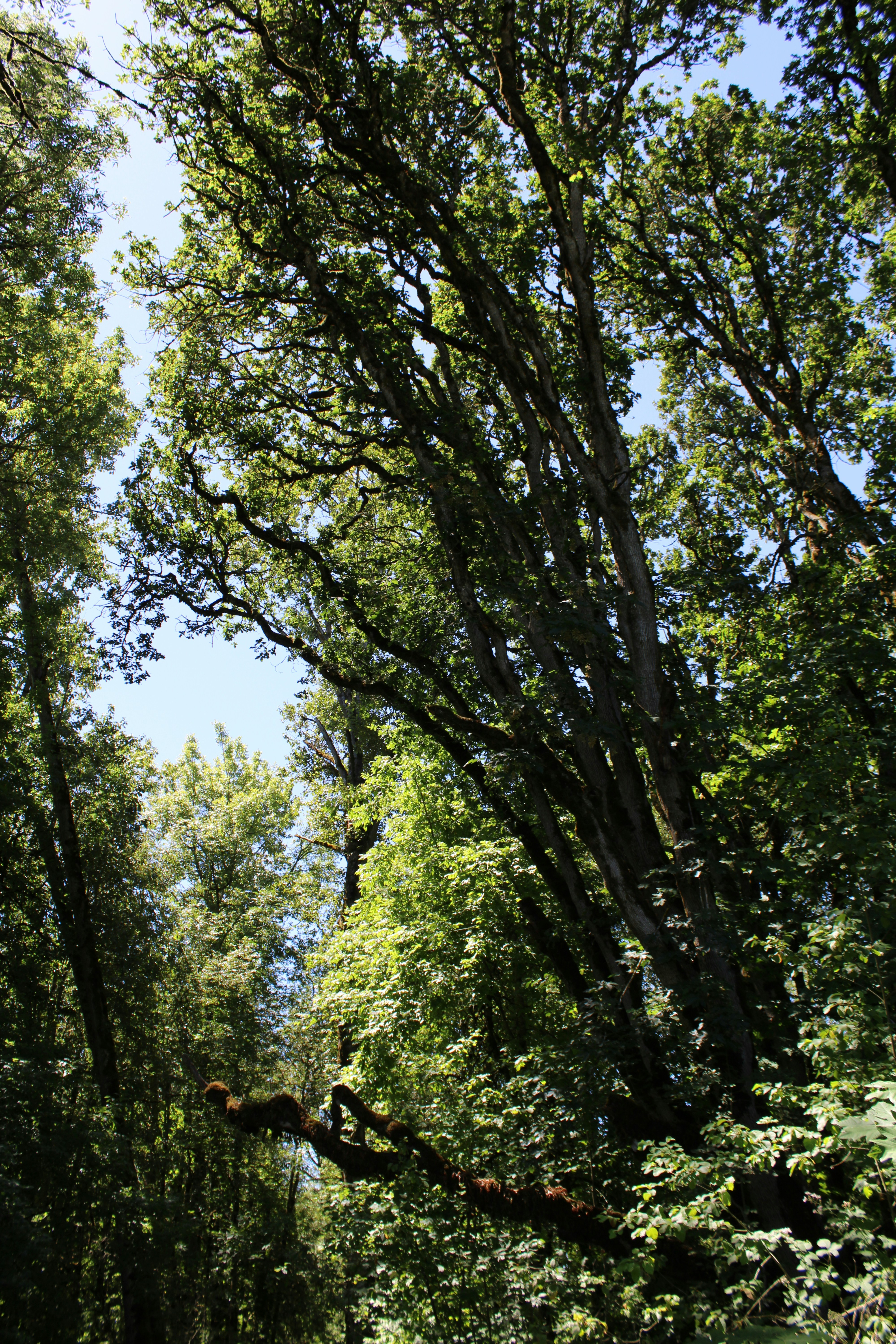 Sunlit Colonnade: A Forest Canopy Reaching for the Sky