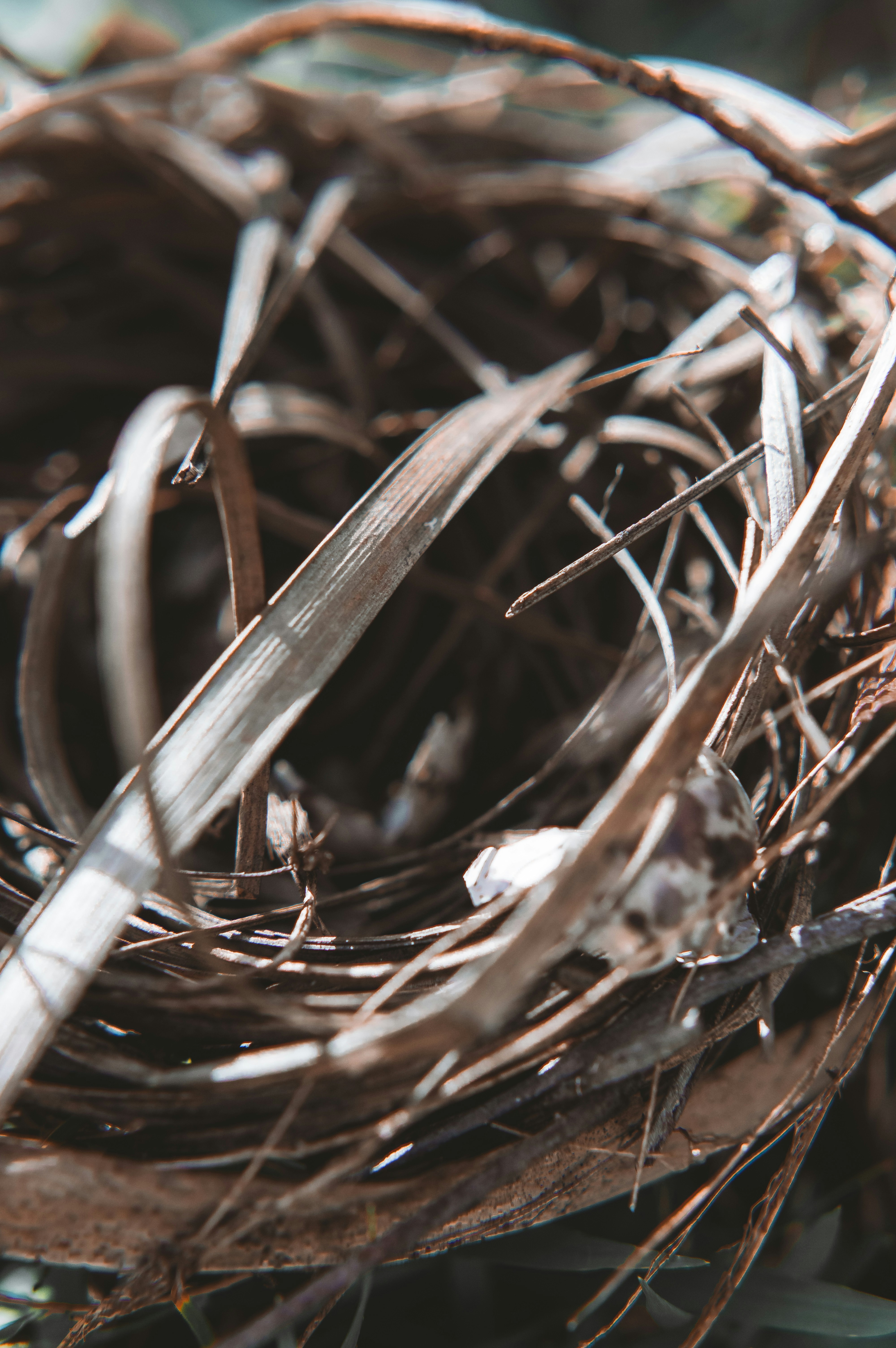 Coiled Nest of Twigs: Abstract Macro Texture