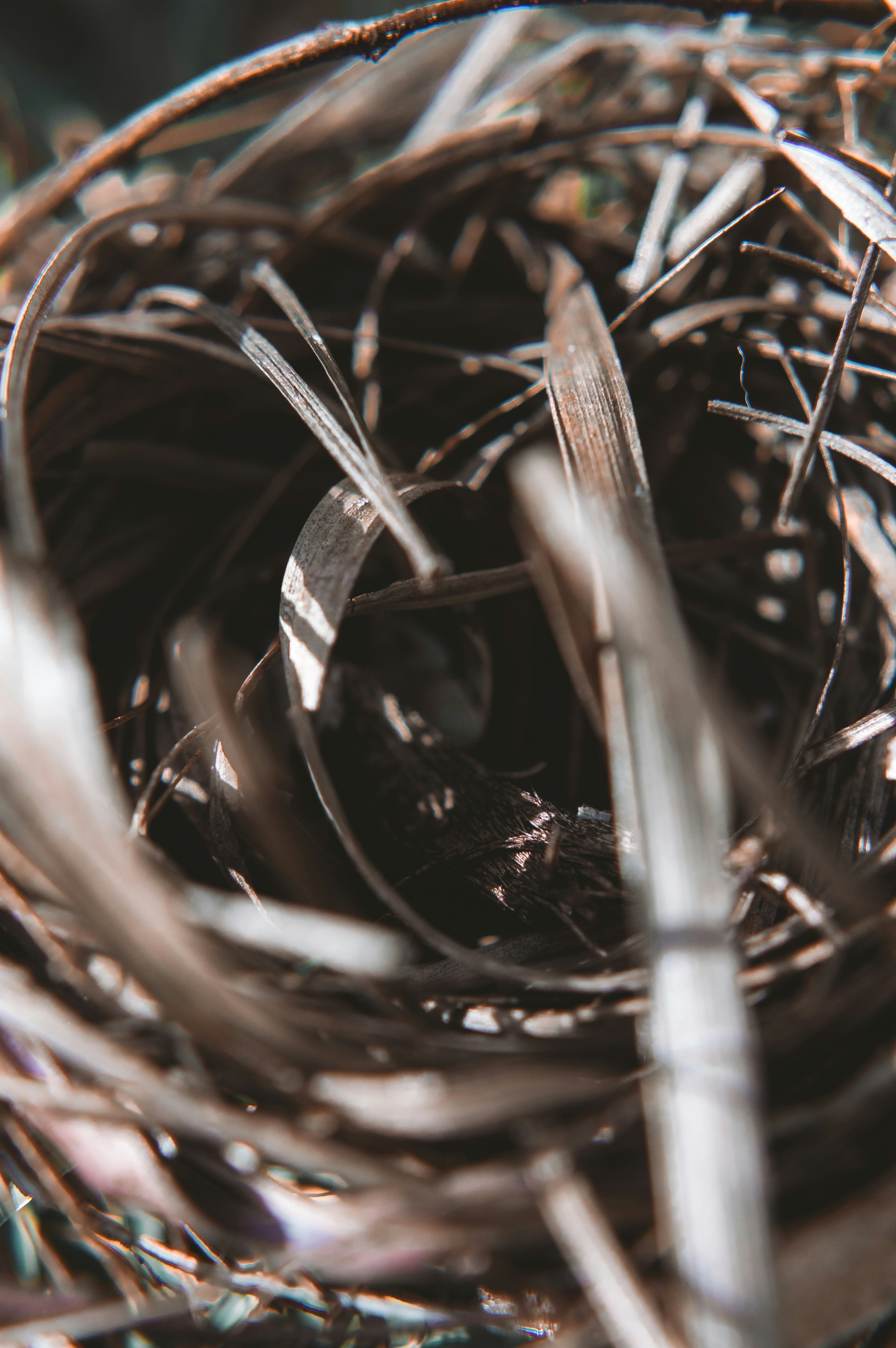 Nest of Twisted Strands: A Macro Portrait of Organic Chaos