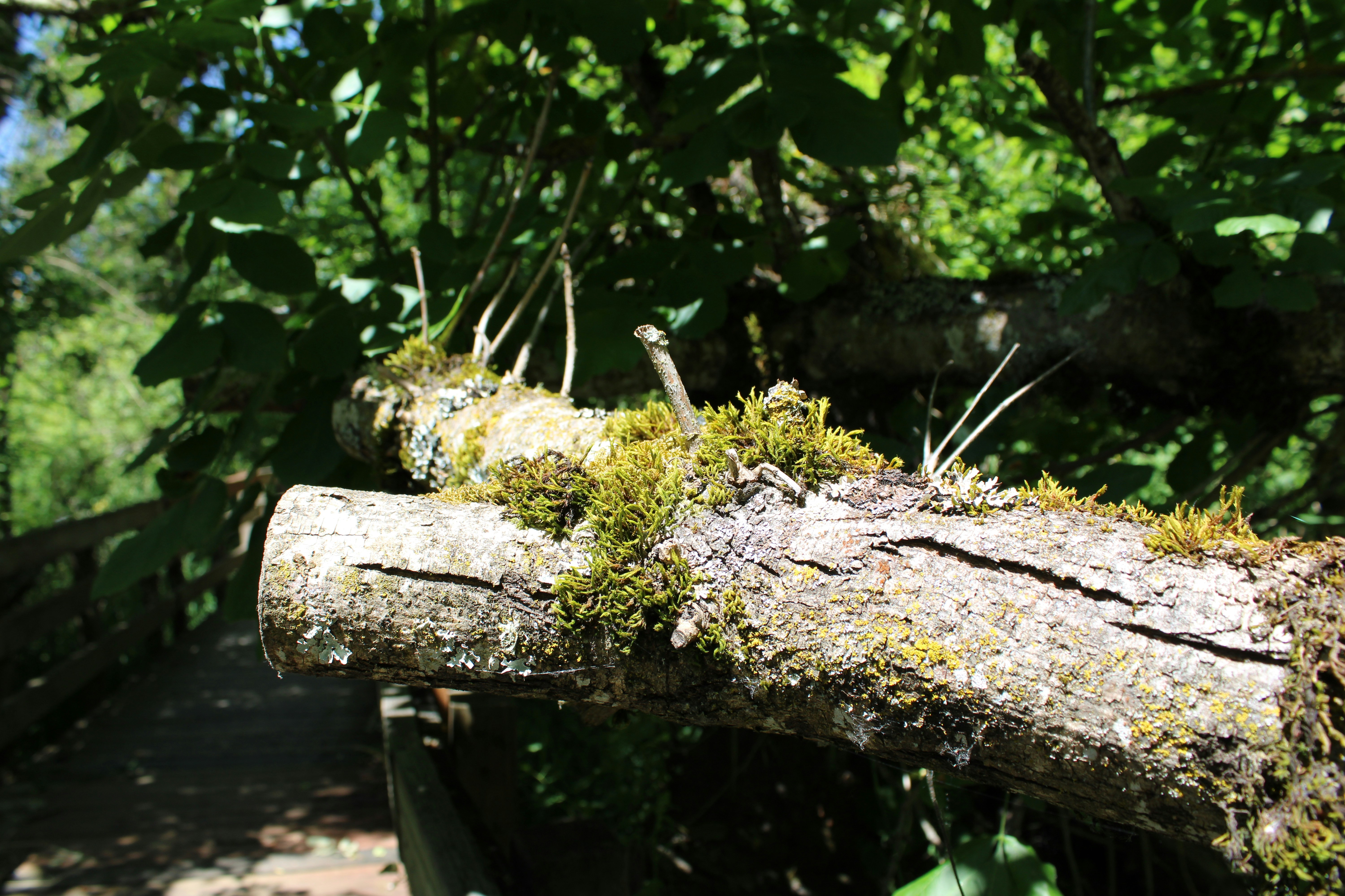 Moss-Ced log in dappled shade