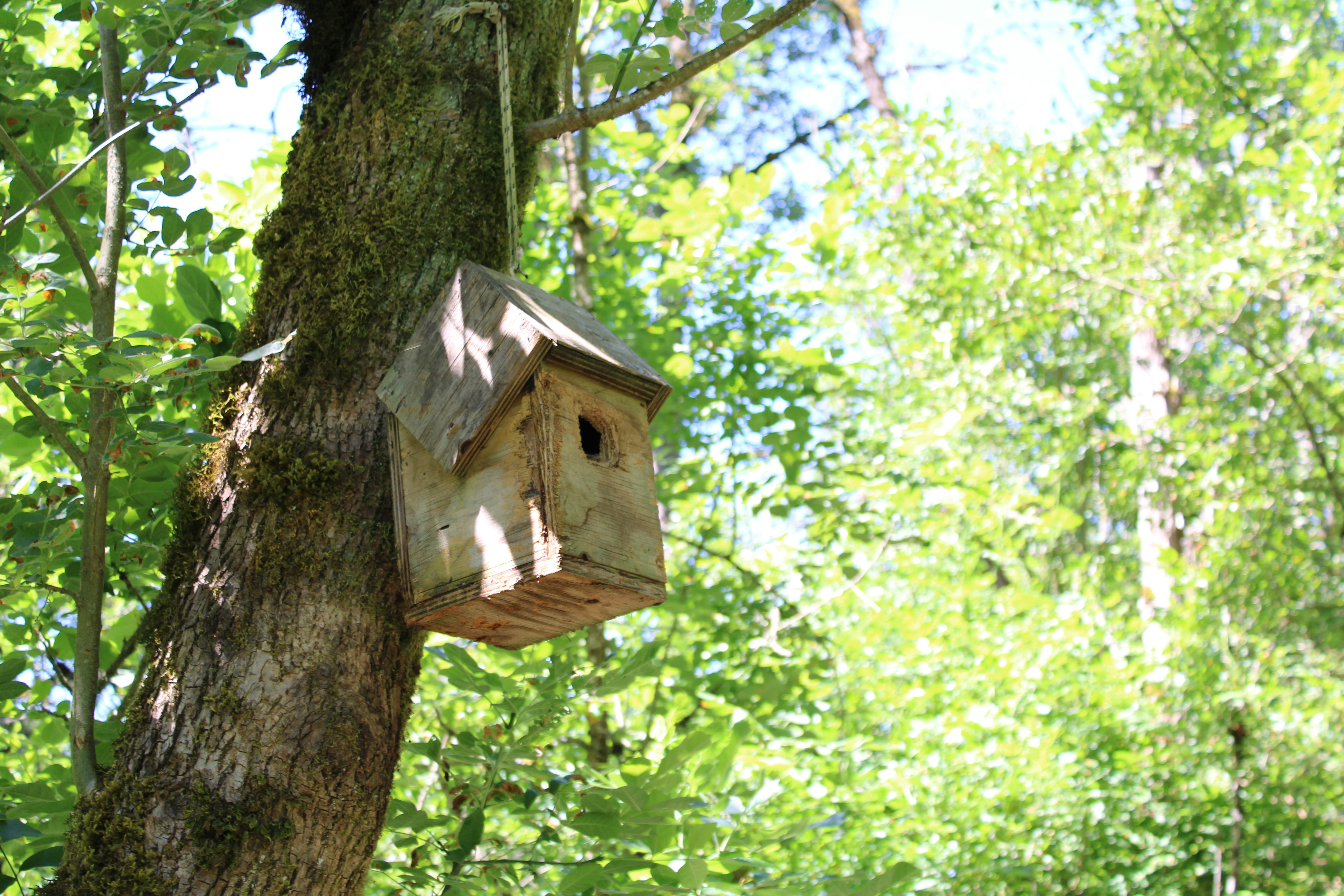 Little Nest, Big Shade: A Birdhouse Clinged to an Sunlit Oak