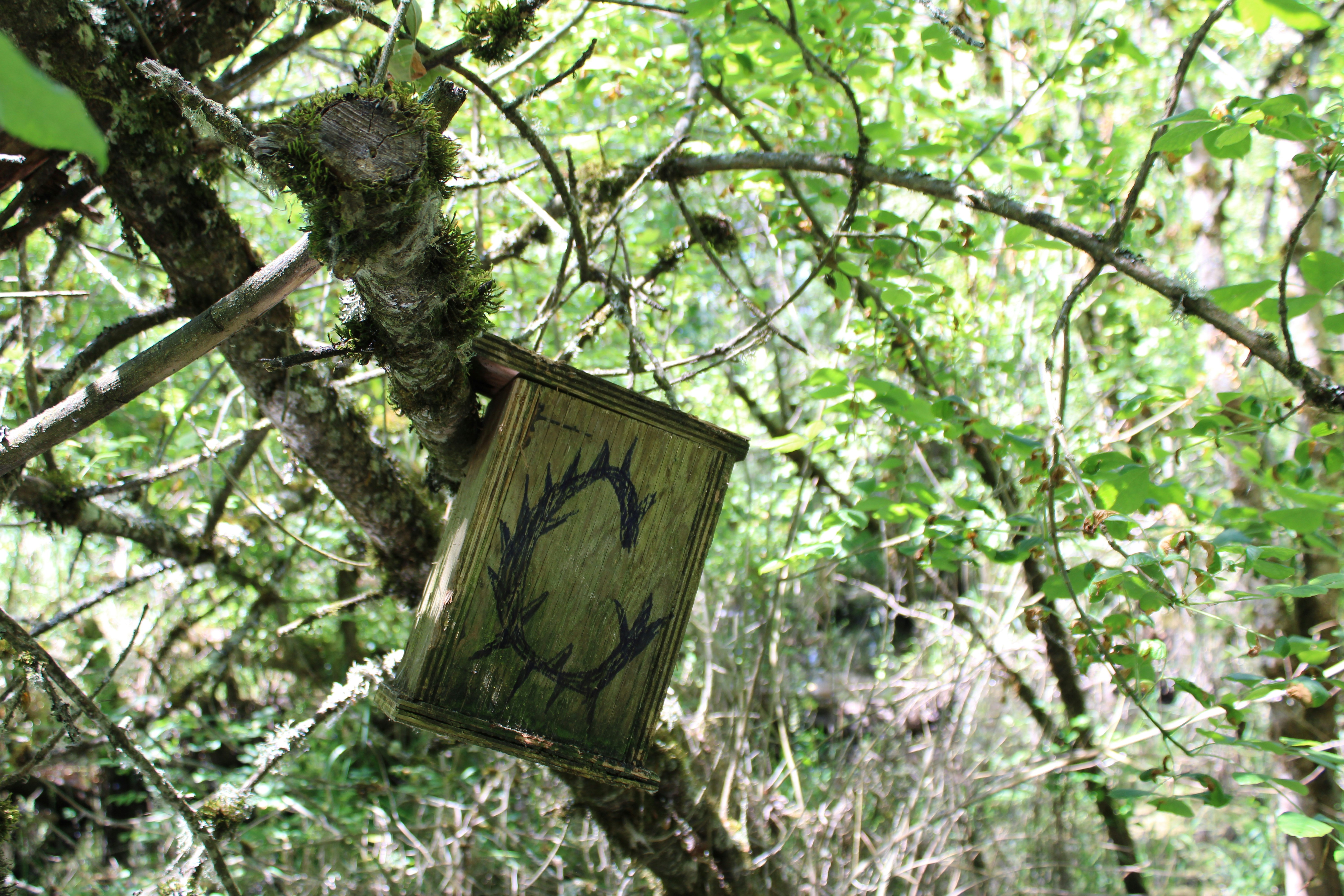 Woodland Shrine: A Weathered Panel Hangs from a Lichen‑Streaked Branch