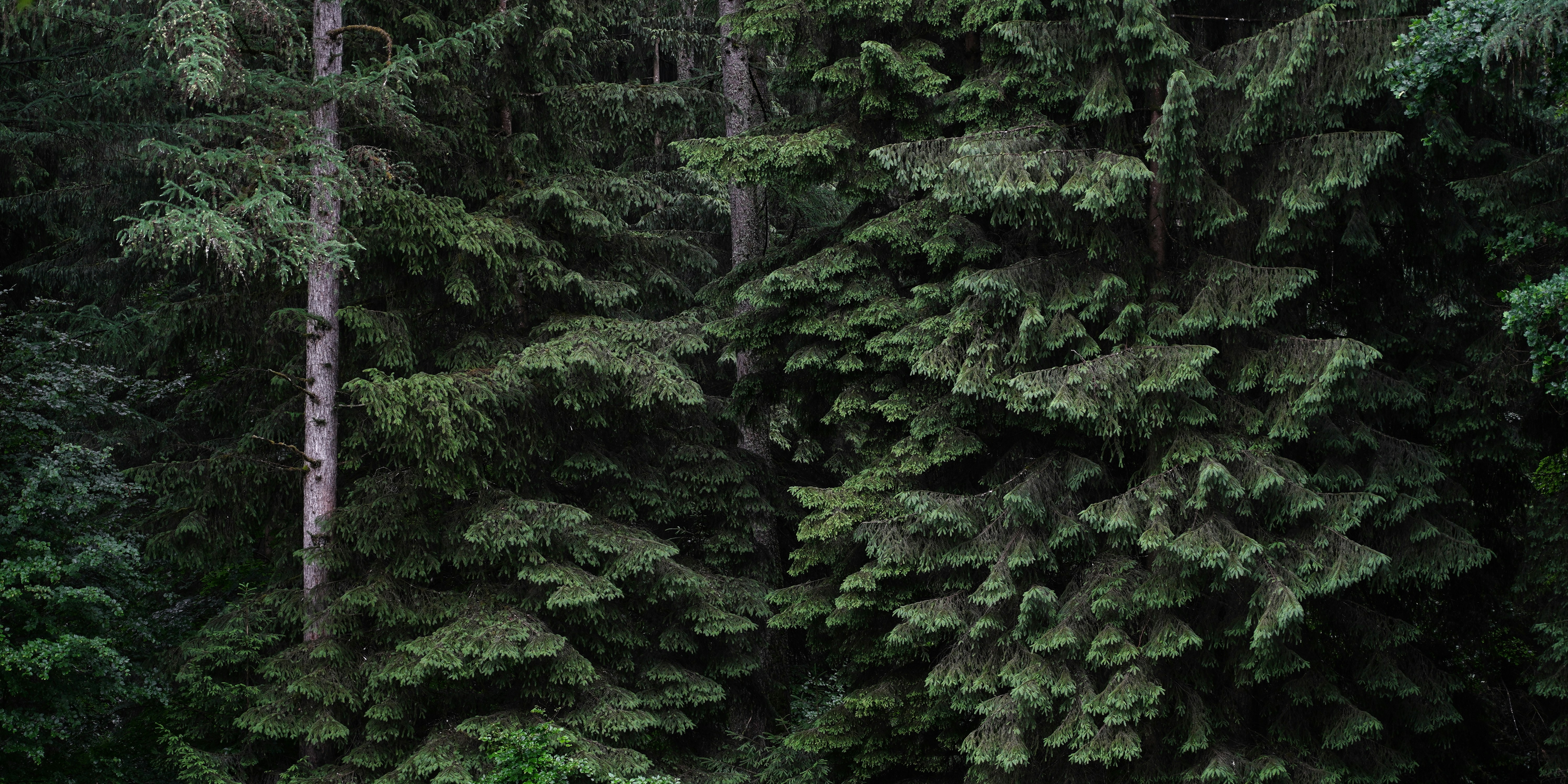 Tangled Pines: Quiet Dawn in a Dense Green Corridor