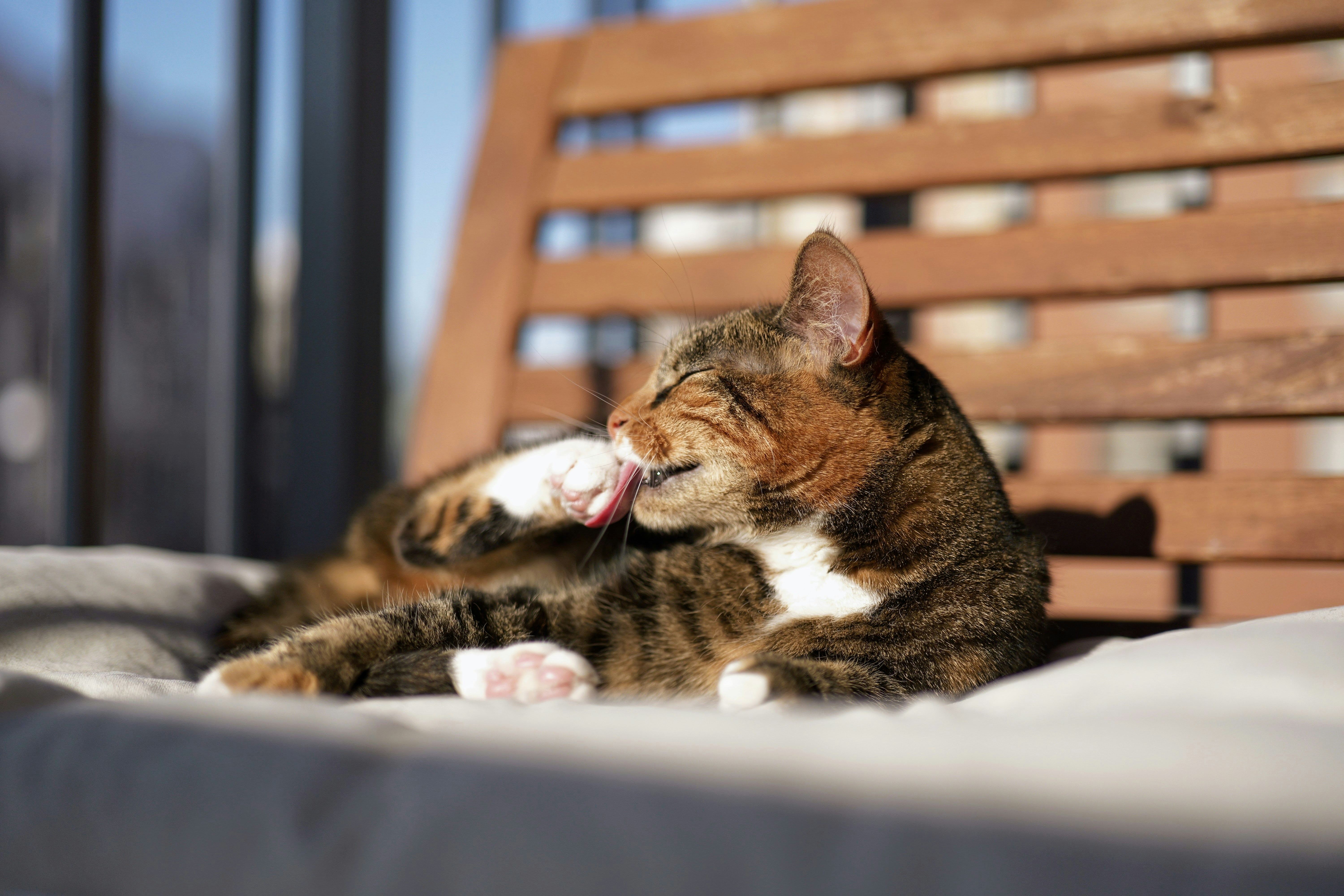 Sunlit Cat on a Slate of Quiet Morning