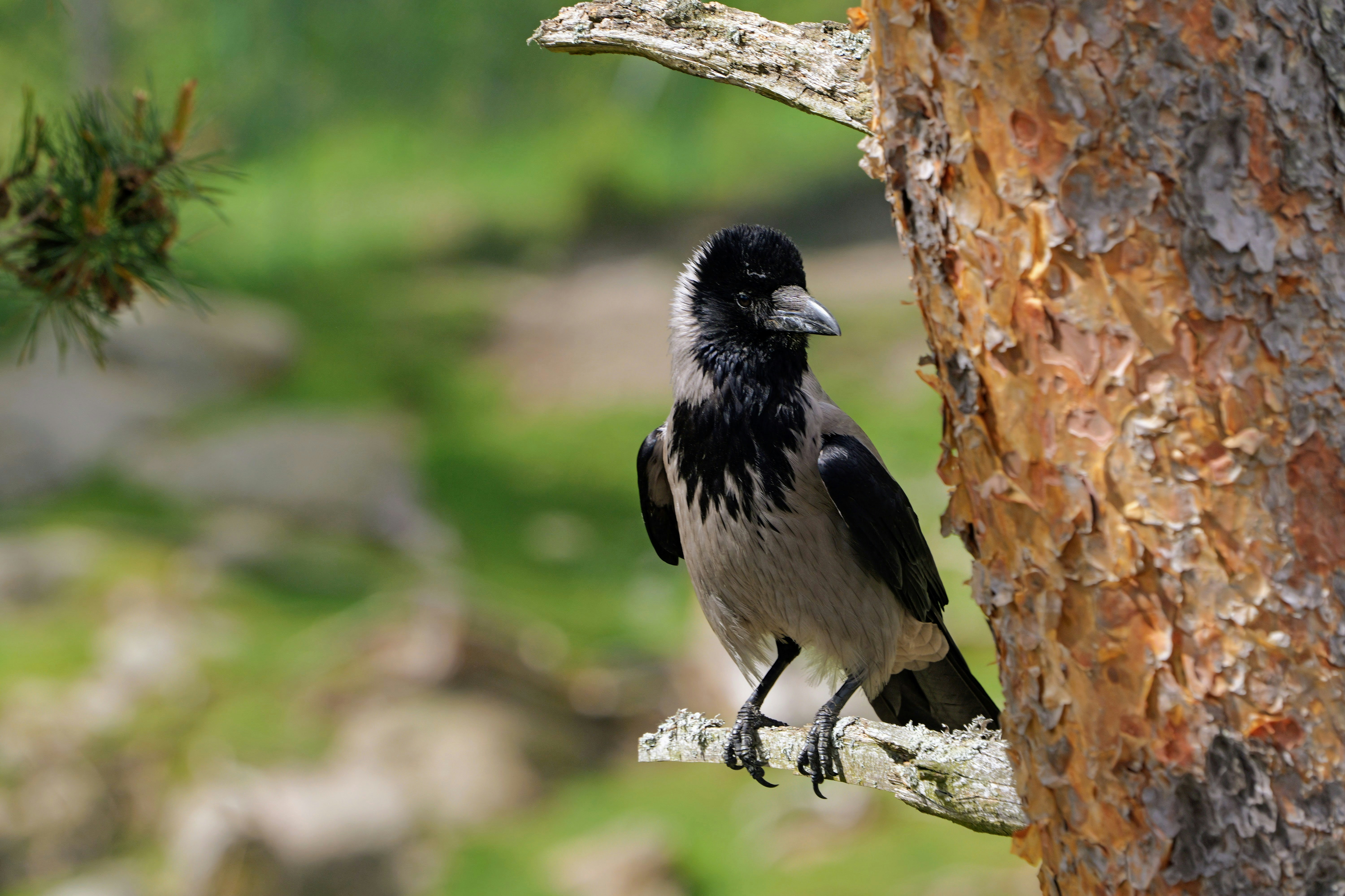 Crow on a Weathered Branch: Quiet Portrait in a Forest Glade