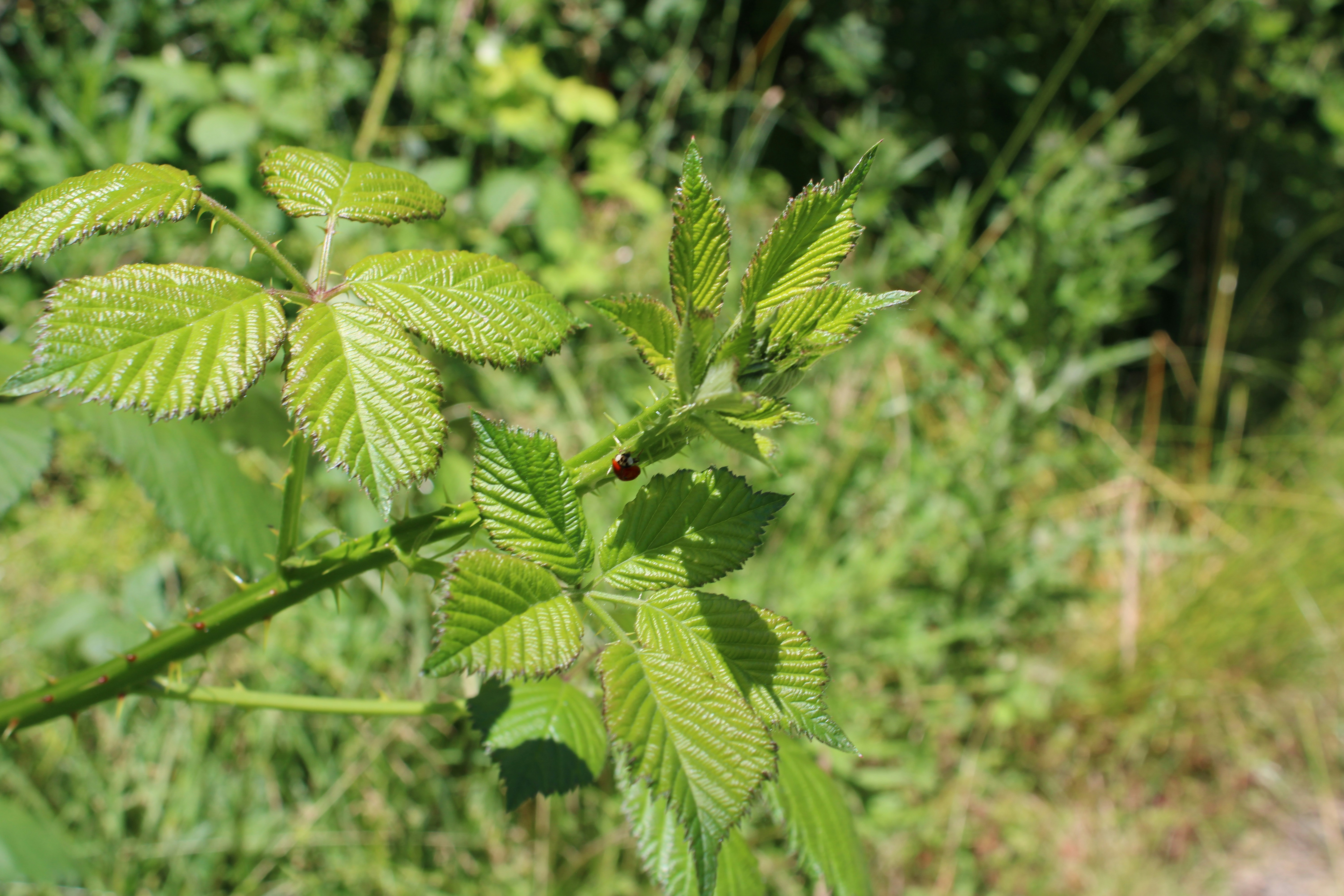 Emerald Handrail: a close-up of dew-kissed raspberry leaves under bright summer light