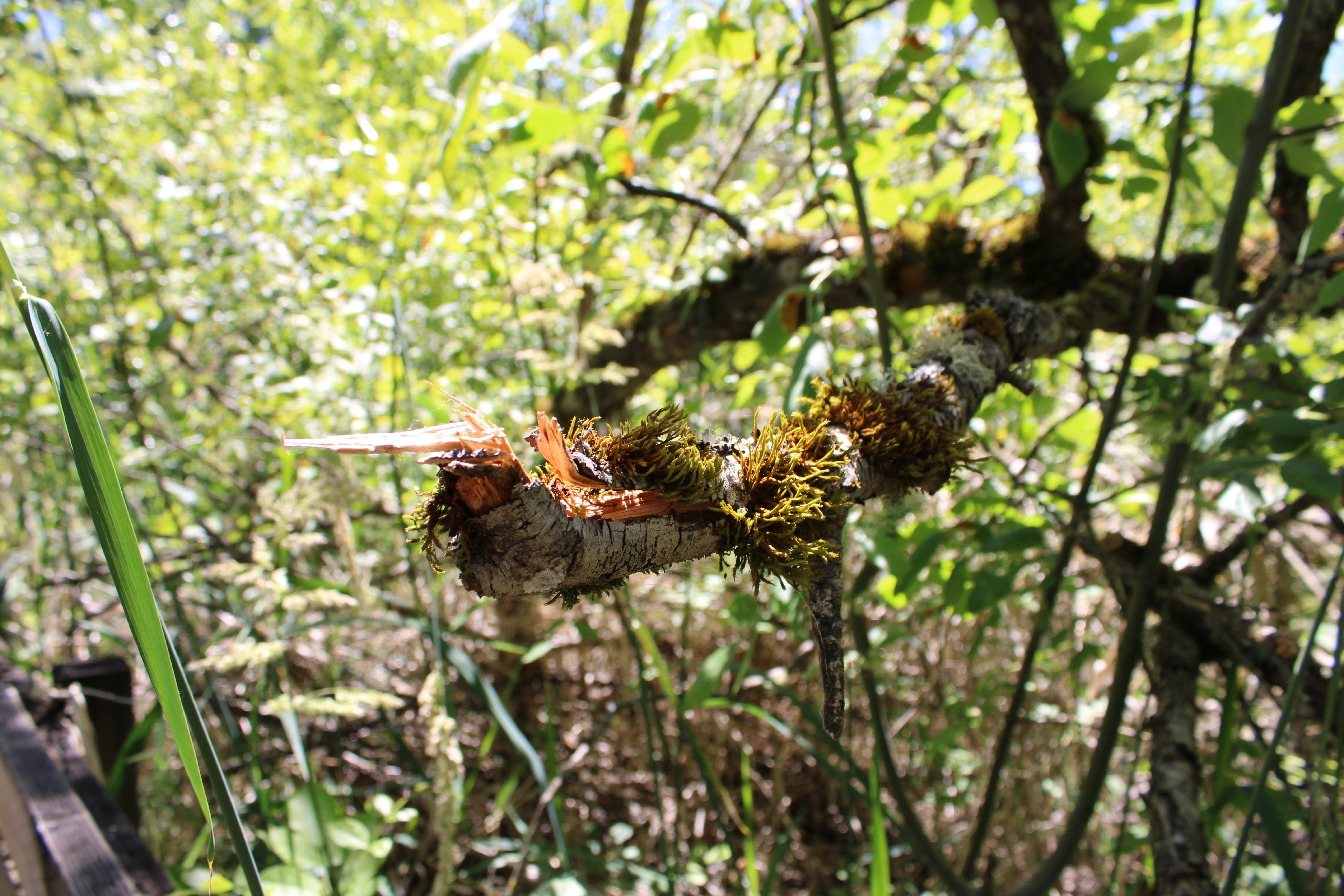 Moss-Cedared Twig: A Close-Up of Nature’s Weathered Edge
