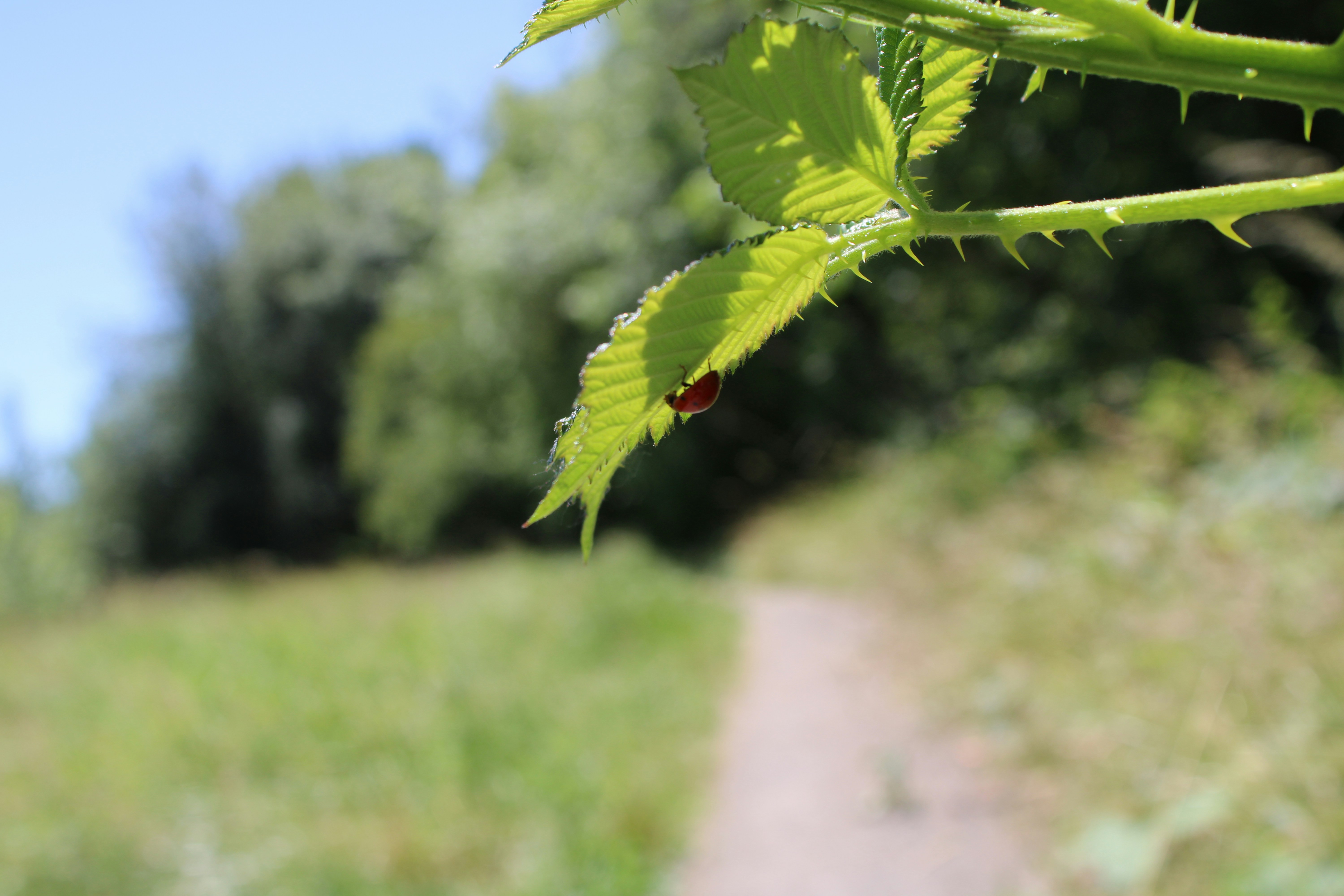 Branching into Focus: A Leaf at the Edge of a Quiet Path