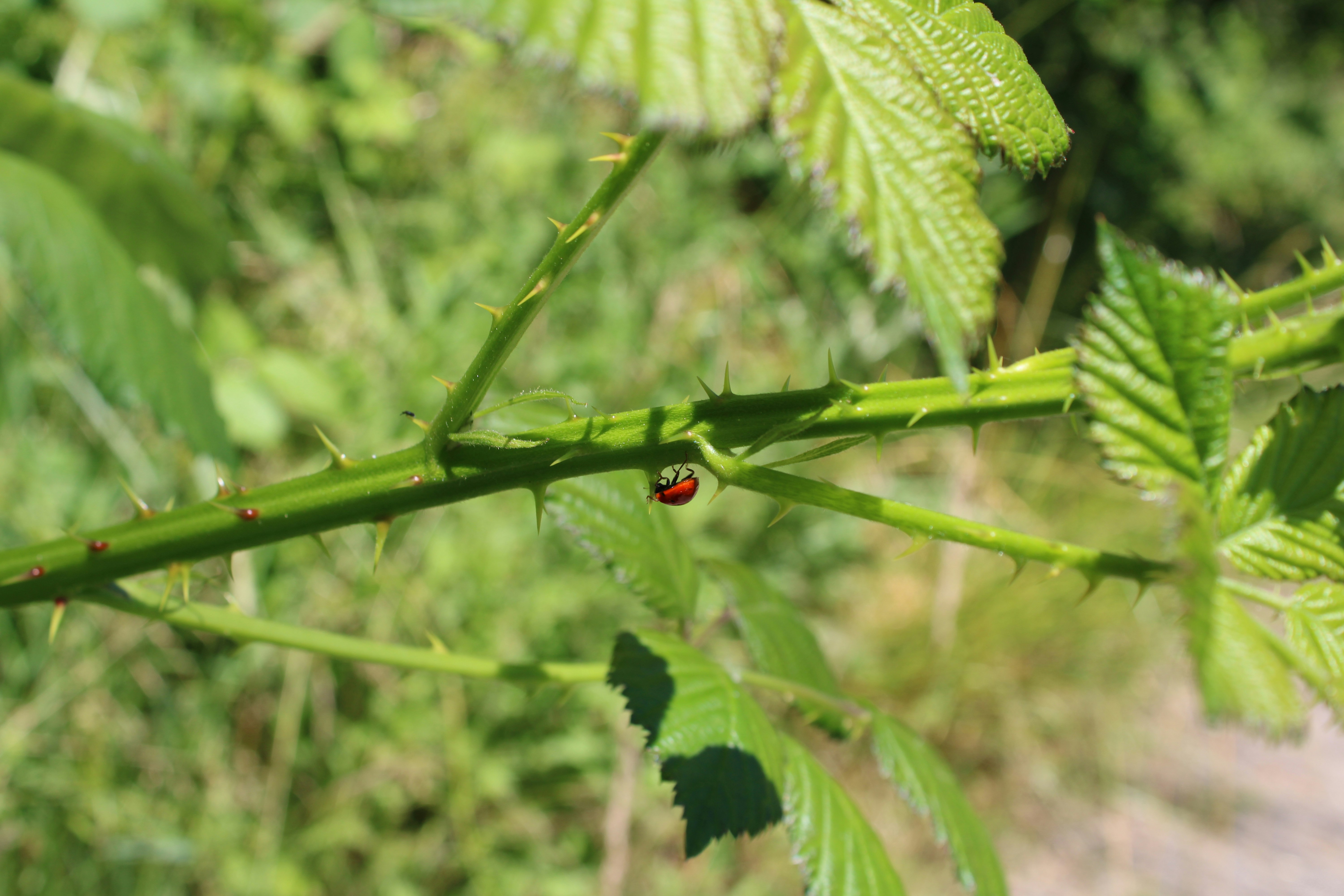 Ladybug on a thorny green stem in sunlight
