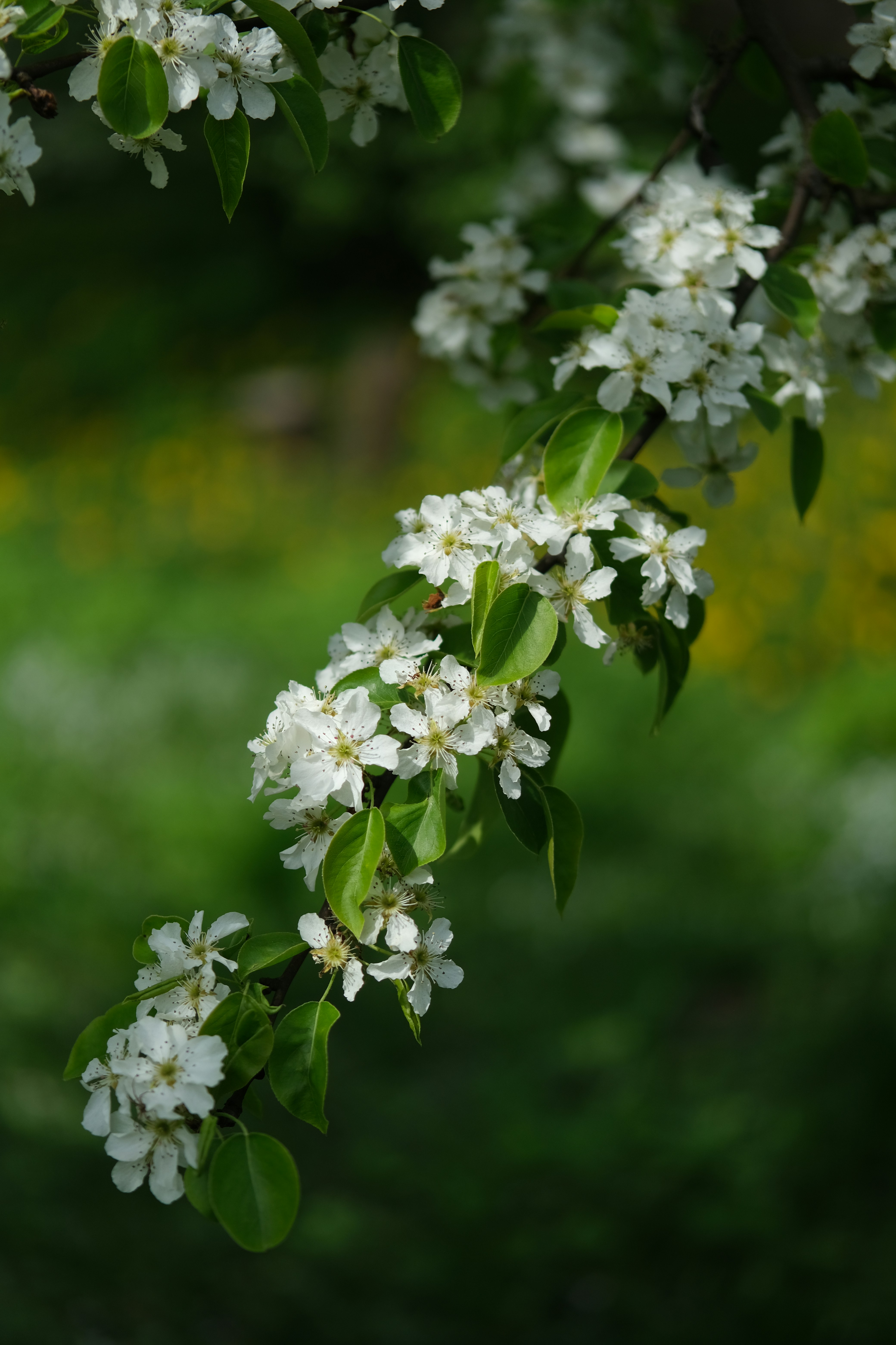 Branching Blooms: A Cascade of White Flowers on a Lush Green Arch