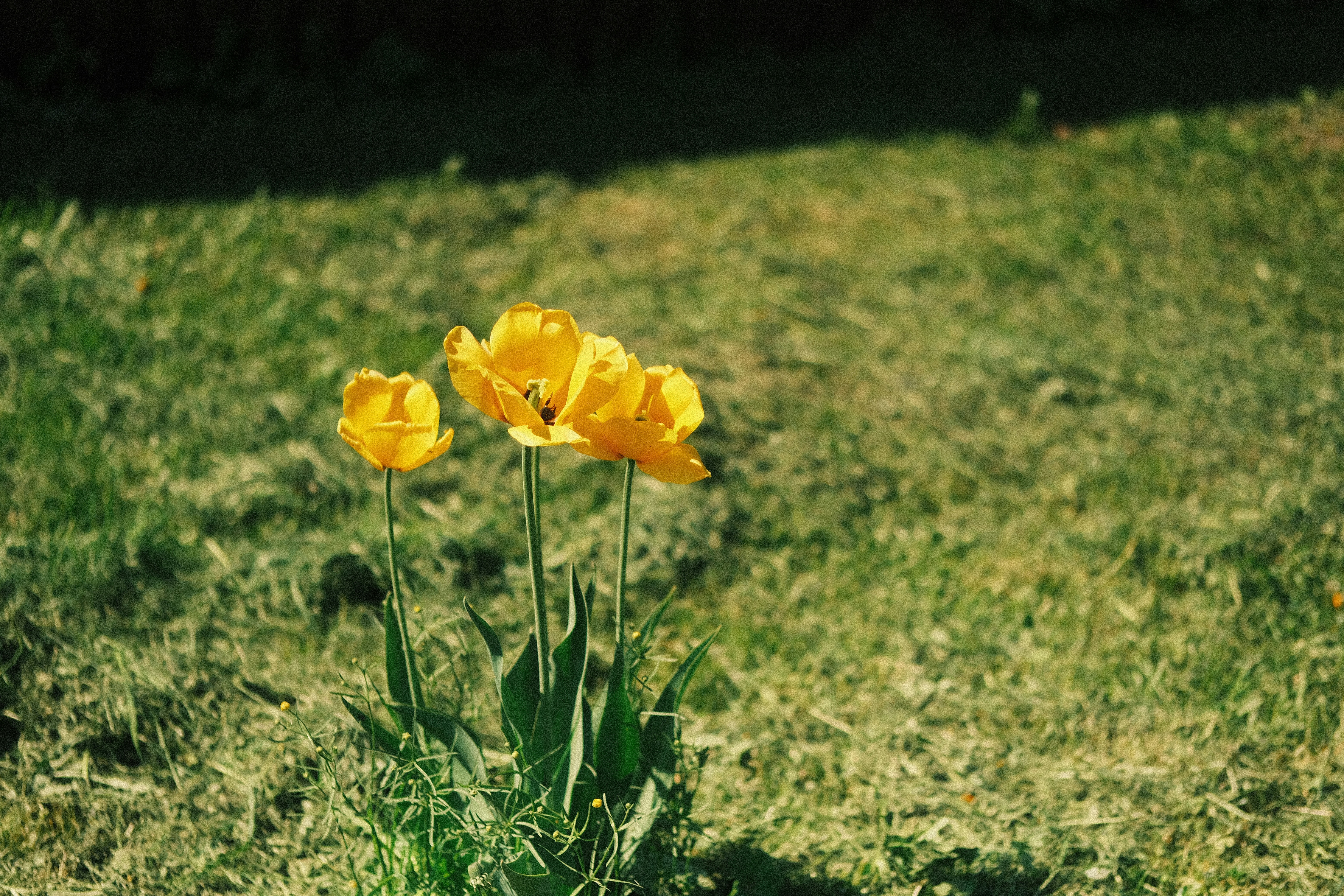 Toward the Sun: A Trio of Yellow Tulips in Open Field