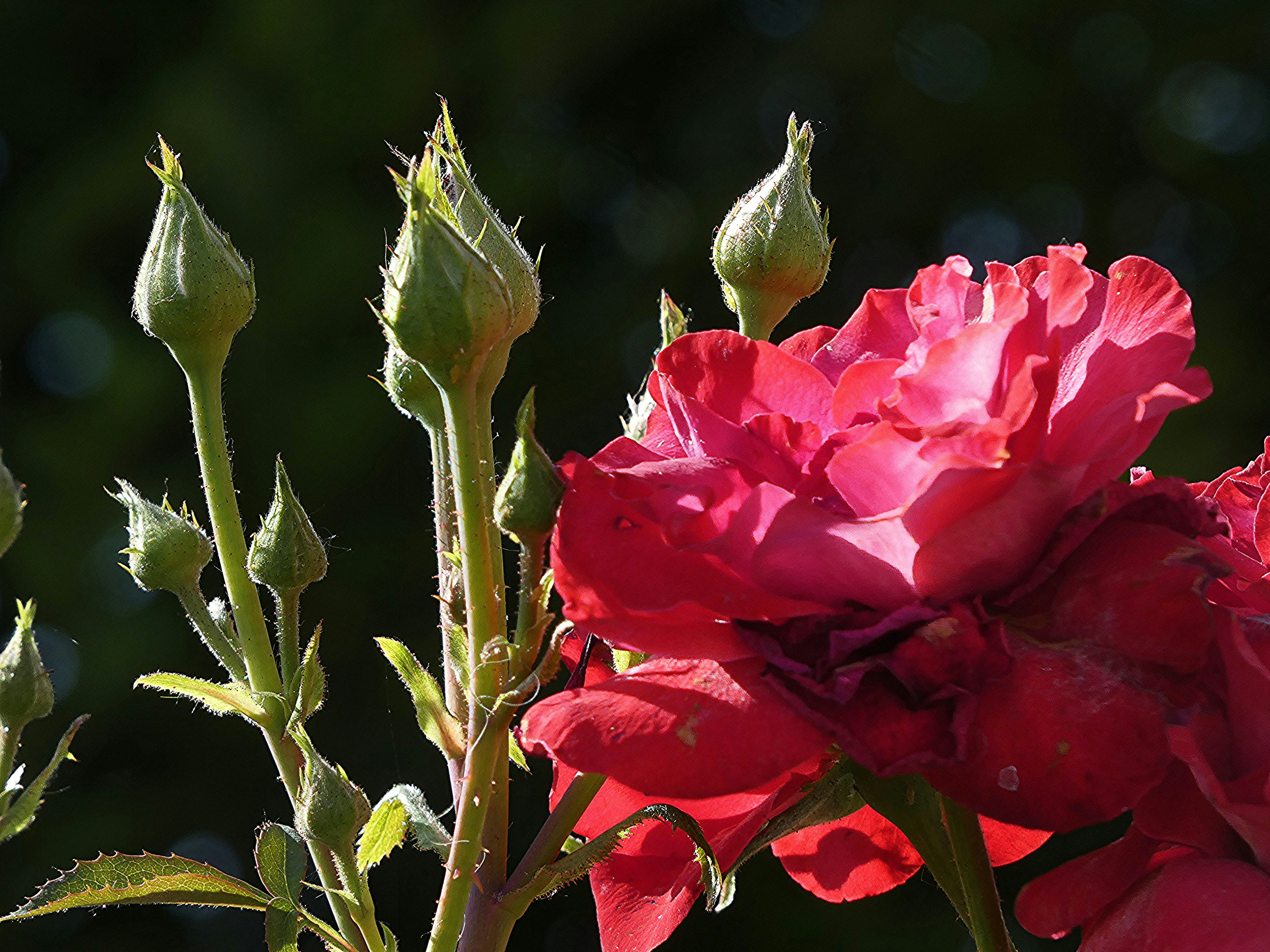 Crimson Bloom: A Bold Rose With Buds in Soft Backlight