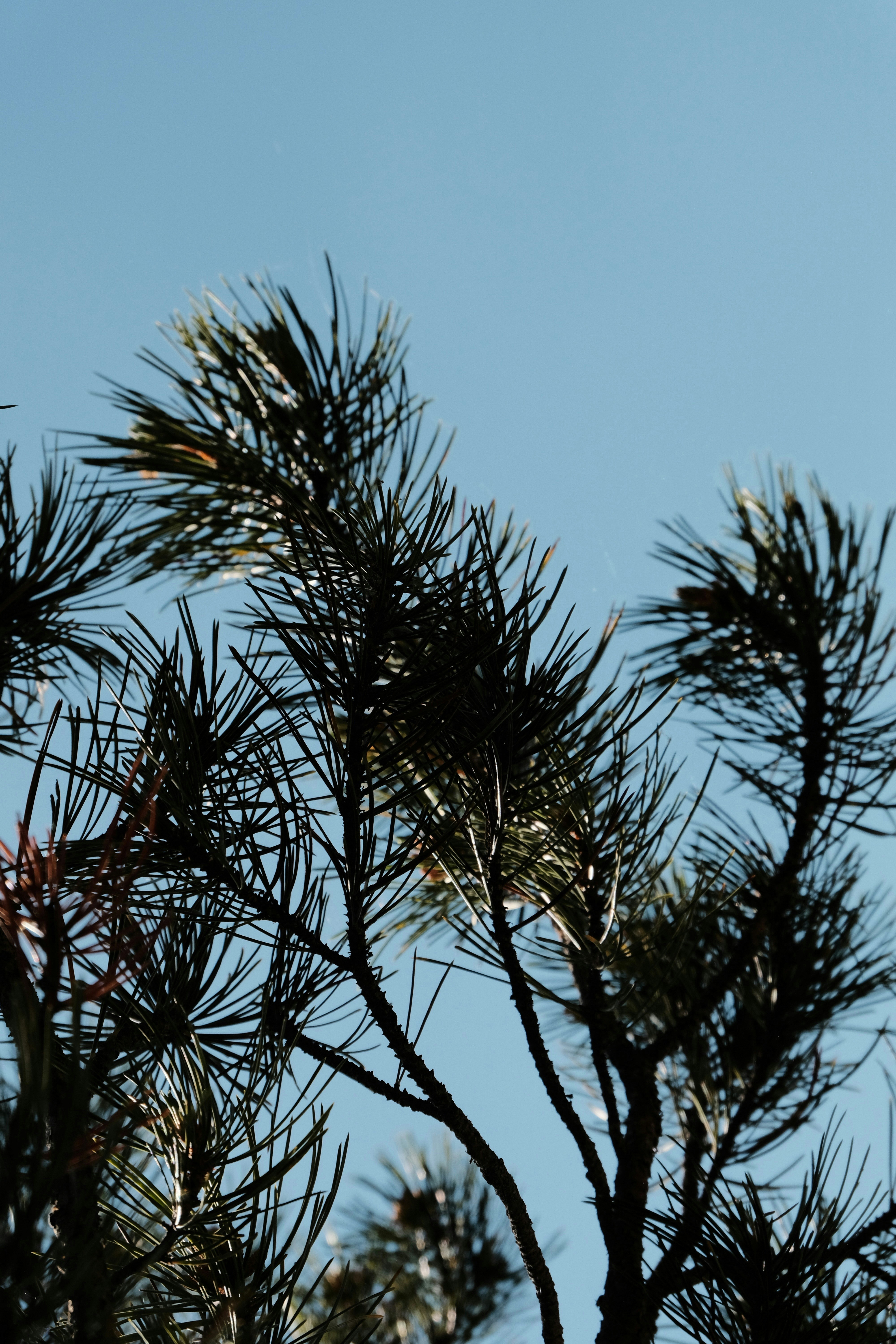 Sunlit Pine Silhouette Reaching Toward a Clear Sky