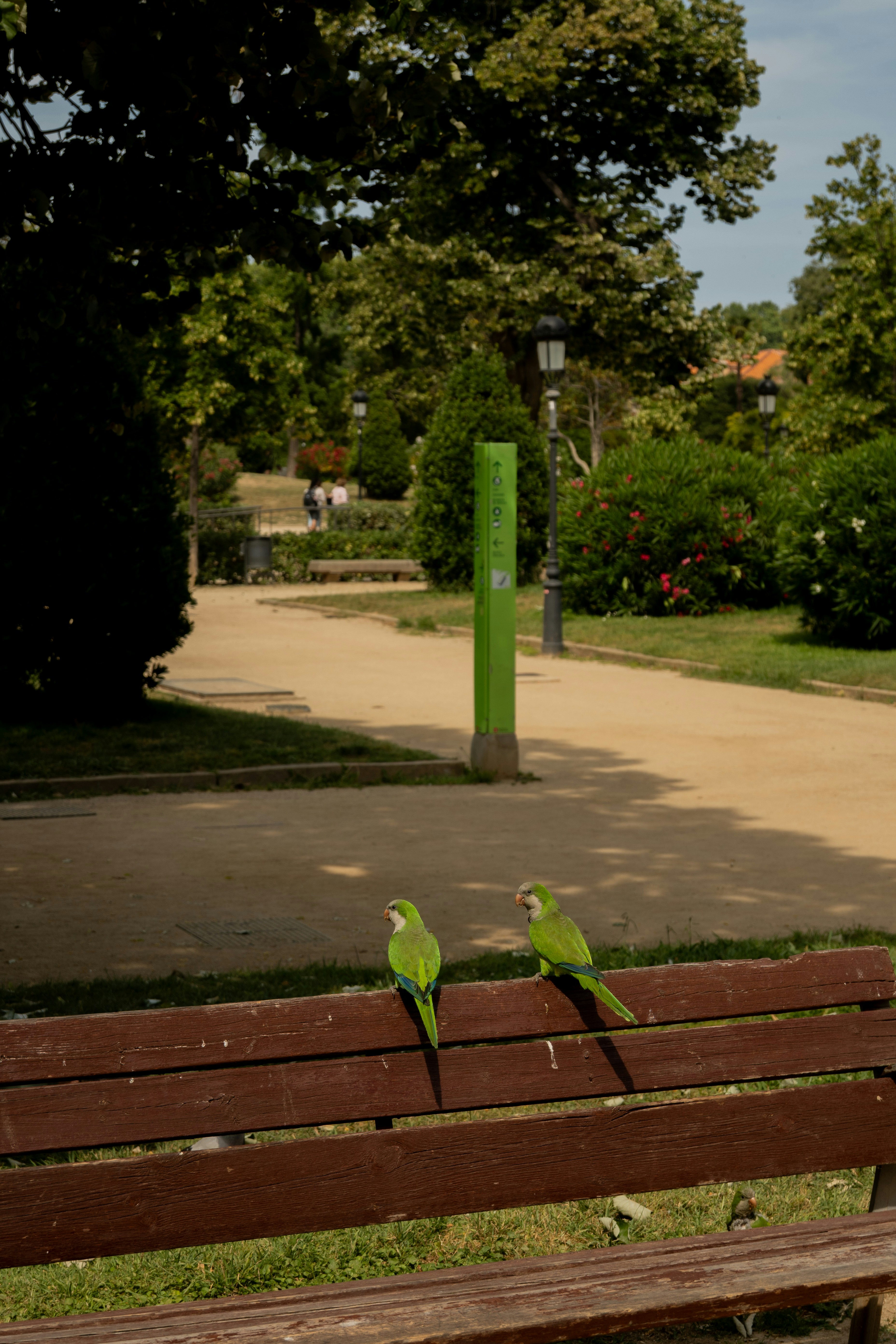Parrots on a Park Bench: Quiet Moment in the Garden
