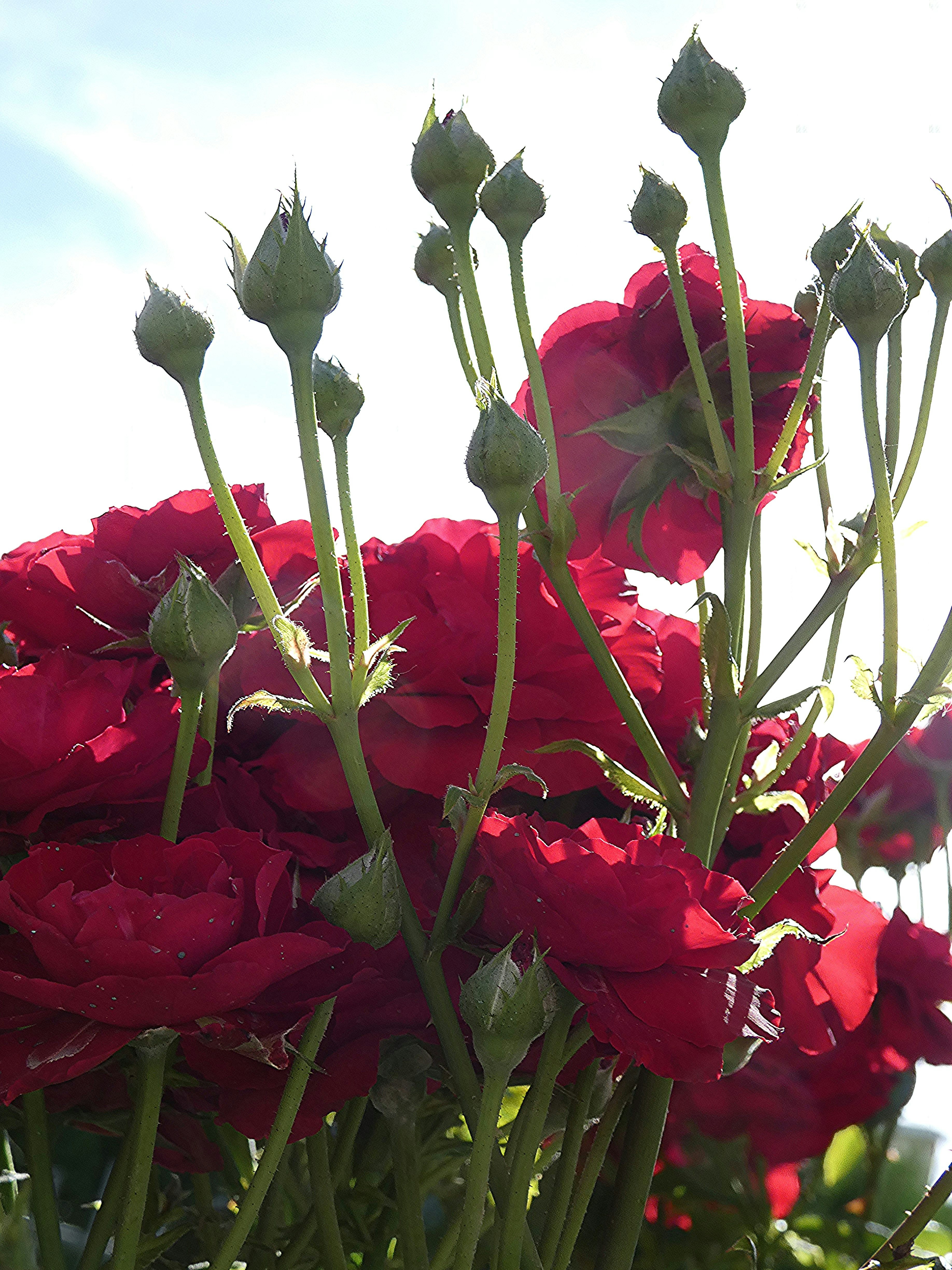 Crimson Roses in Backlit Bloom