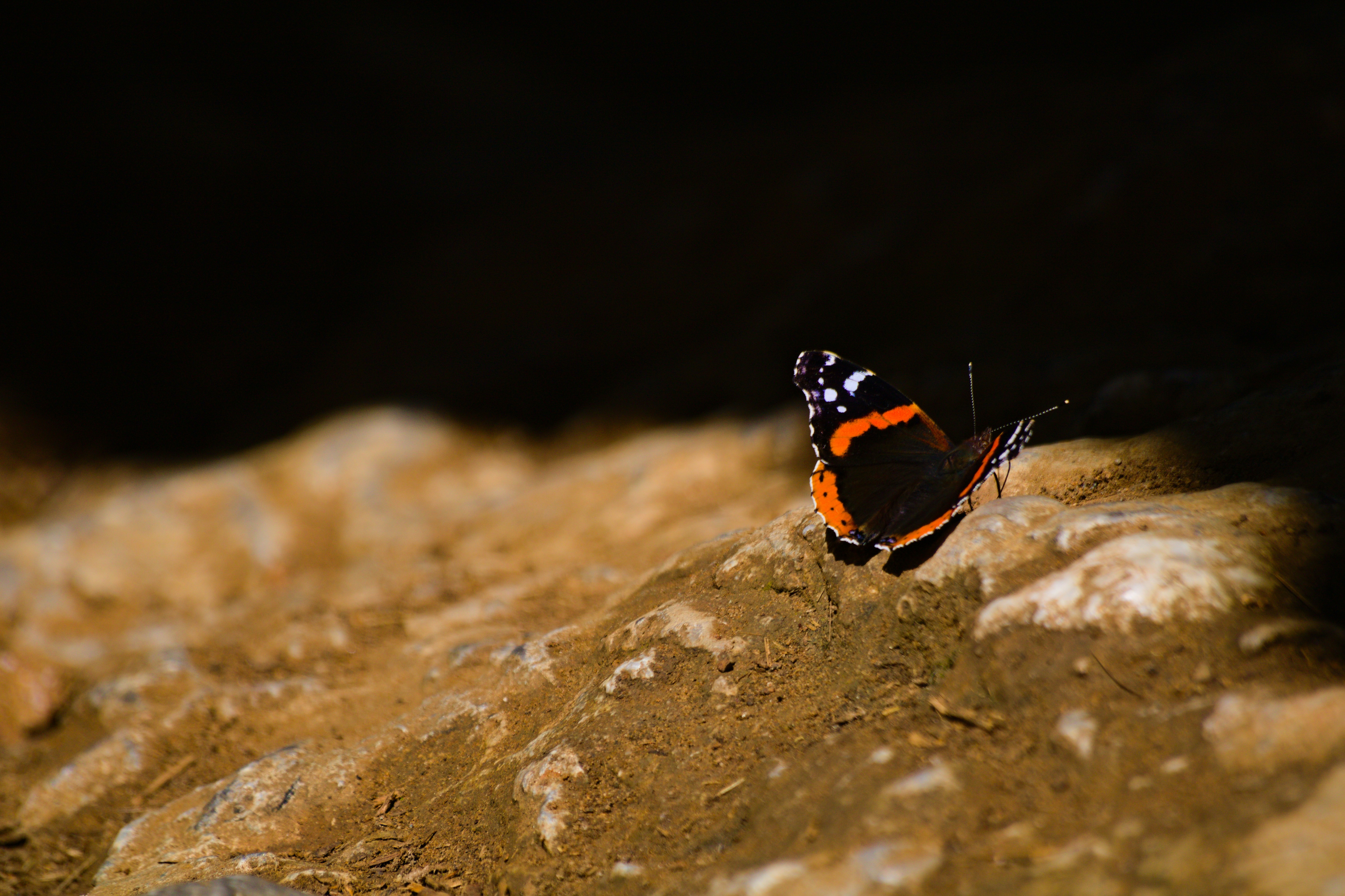 A black and orange butterfly rests on a brown rock.