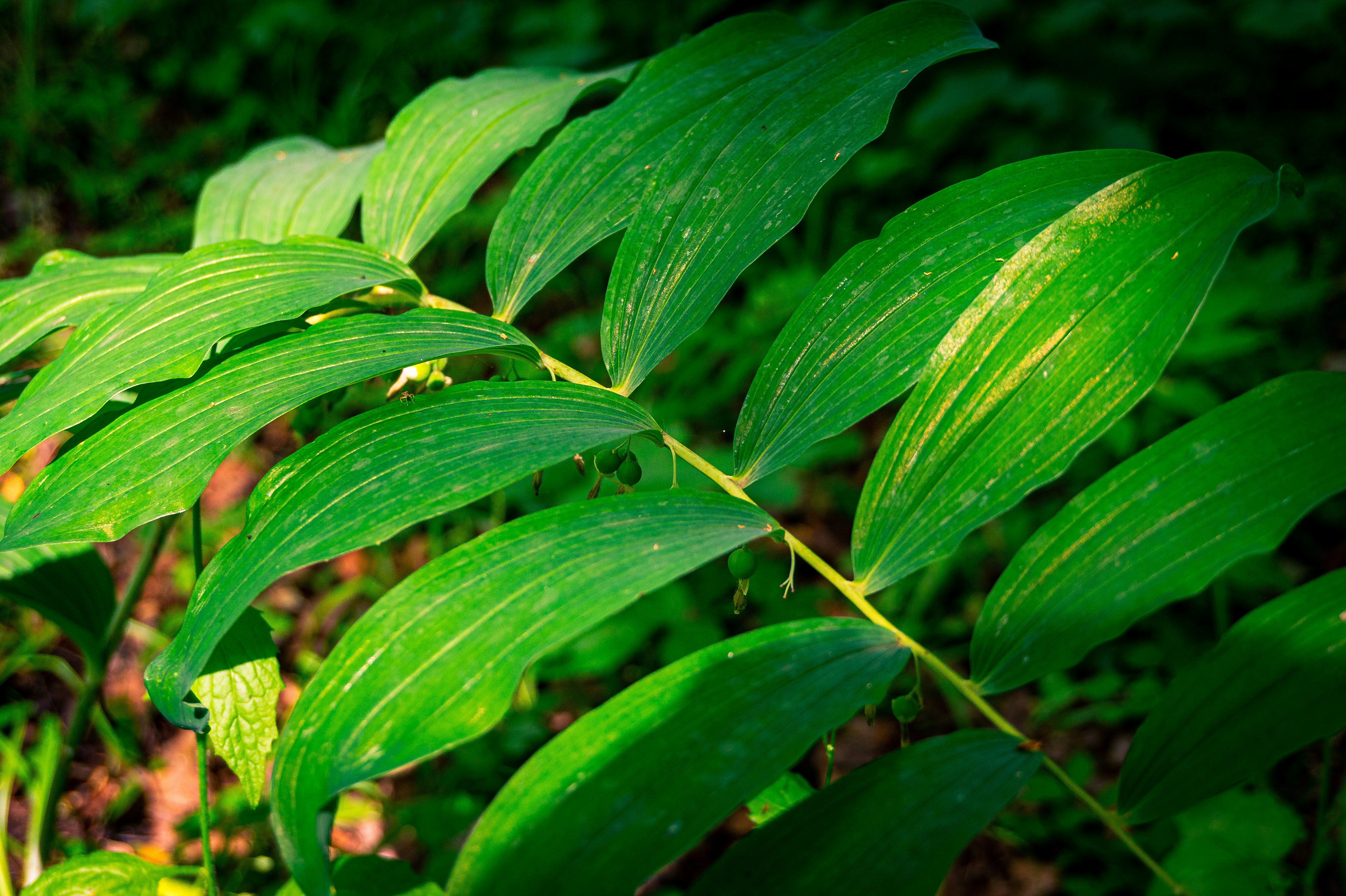Verdant Light: A Close-Up of Emerald Leaves in Sunset Hue