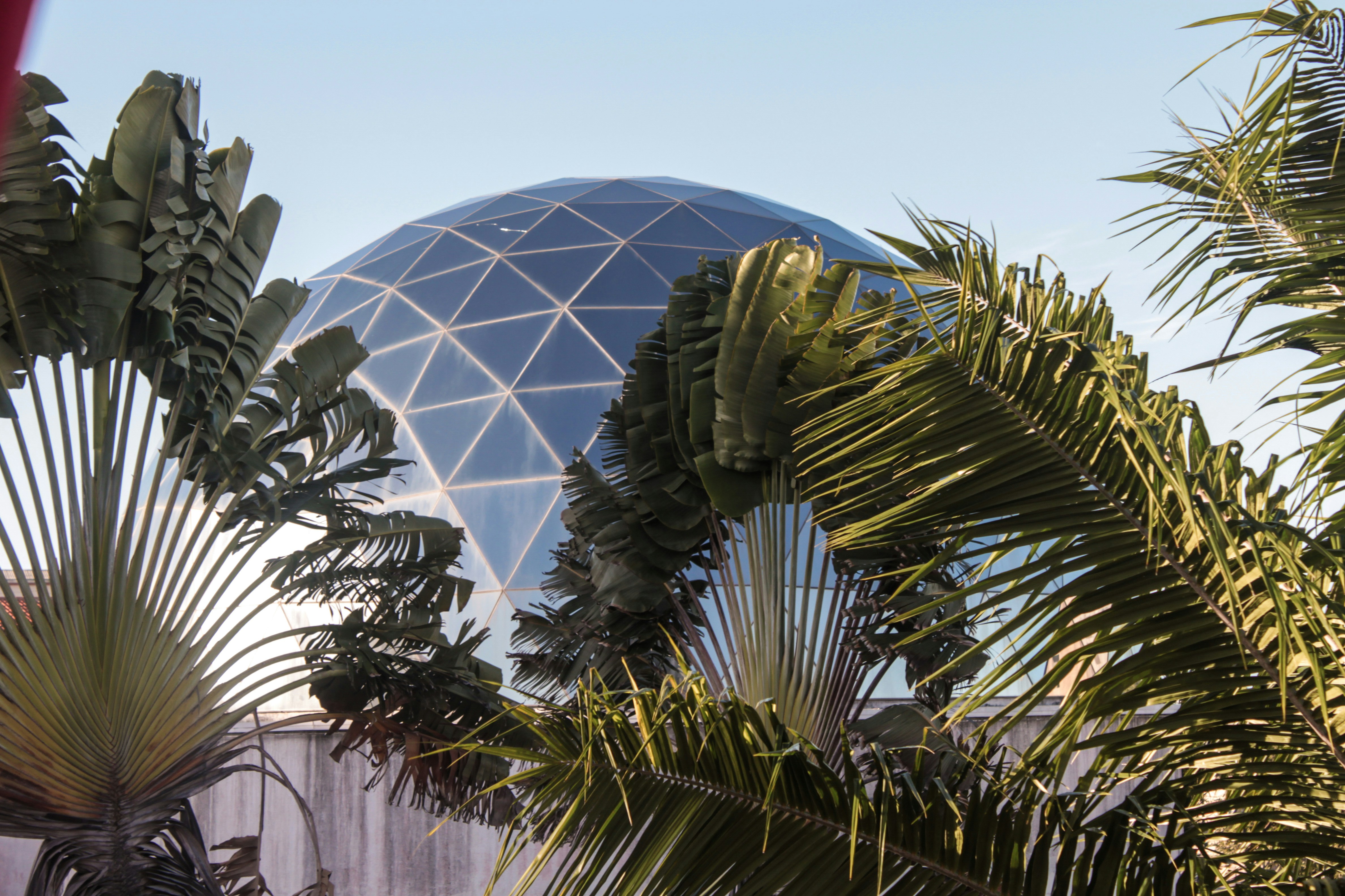 Geodesic Dome Emerges Through Tropical Fronds