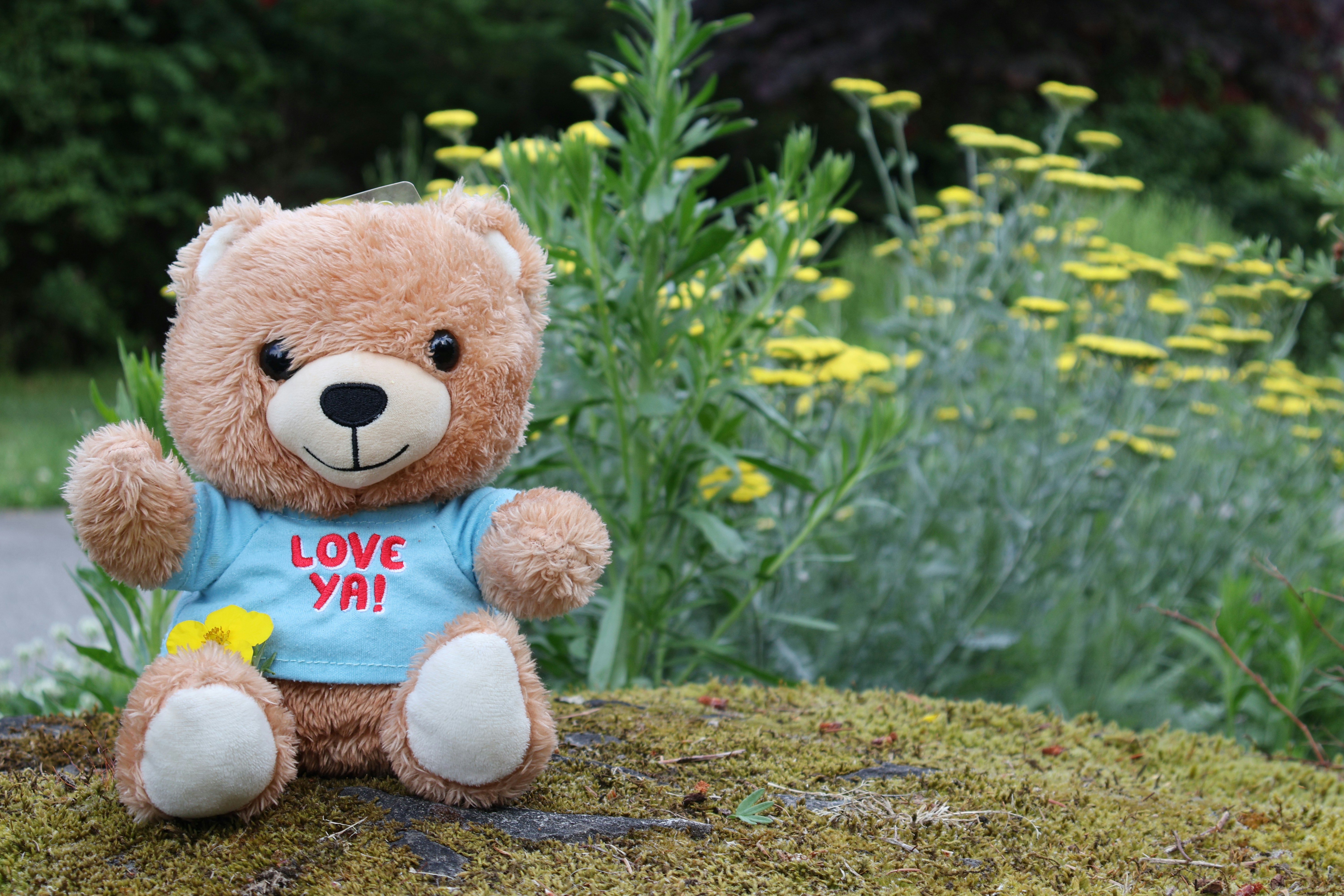 Sunny Garden Friend: A Plush Bear in Bloom