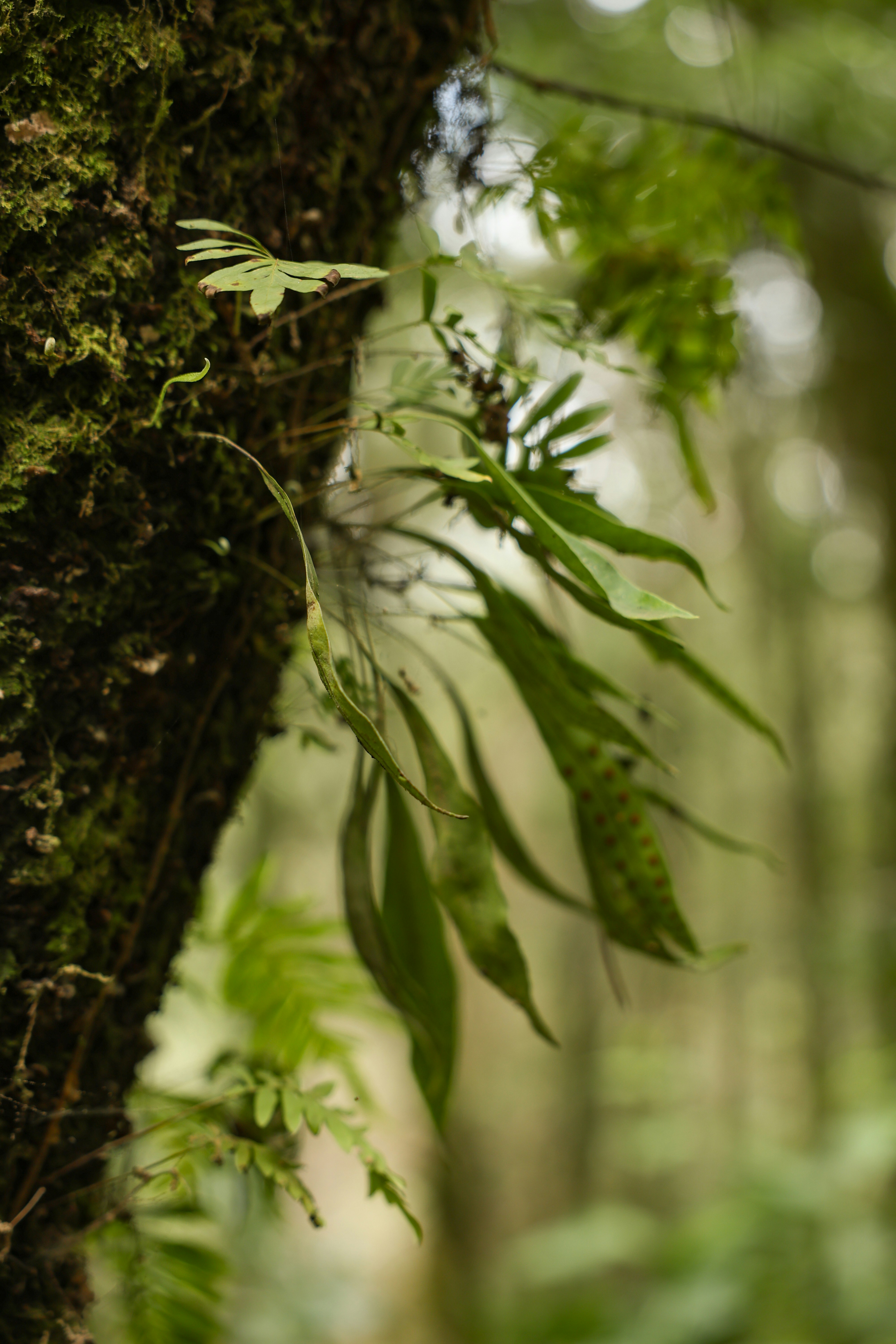 Moss-covered tree trunk with ferns in a green forest.