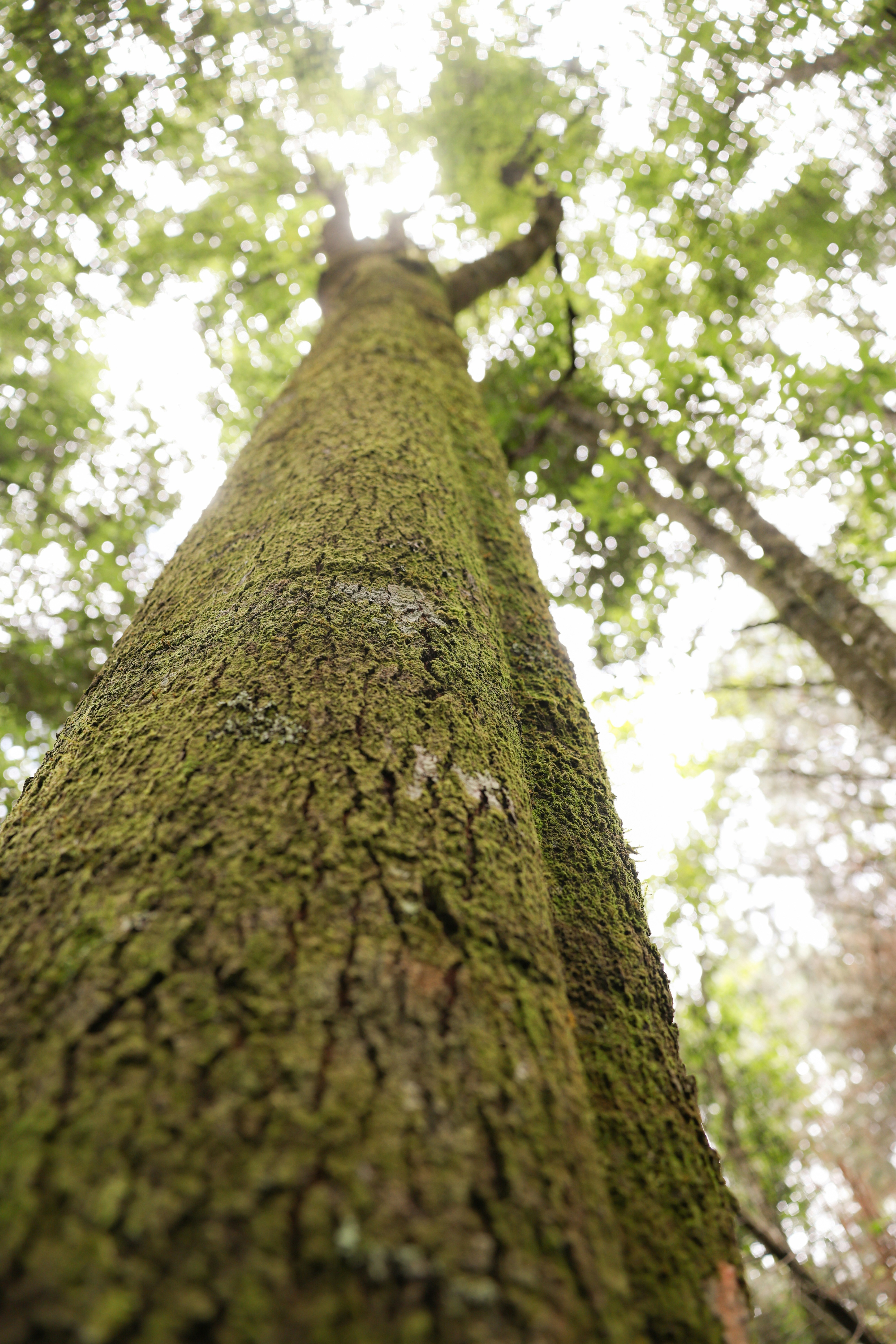 Moss-clad Giant Reaching into the Canopy
