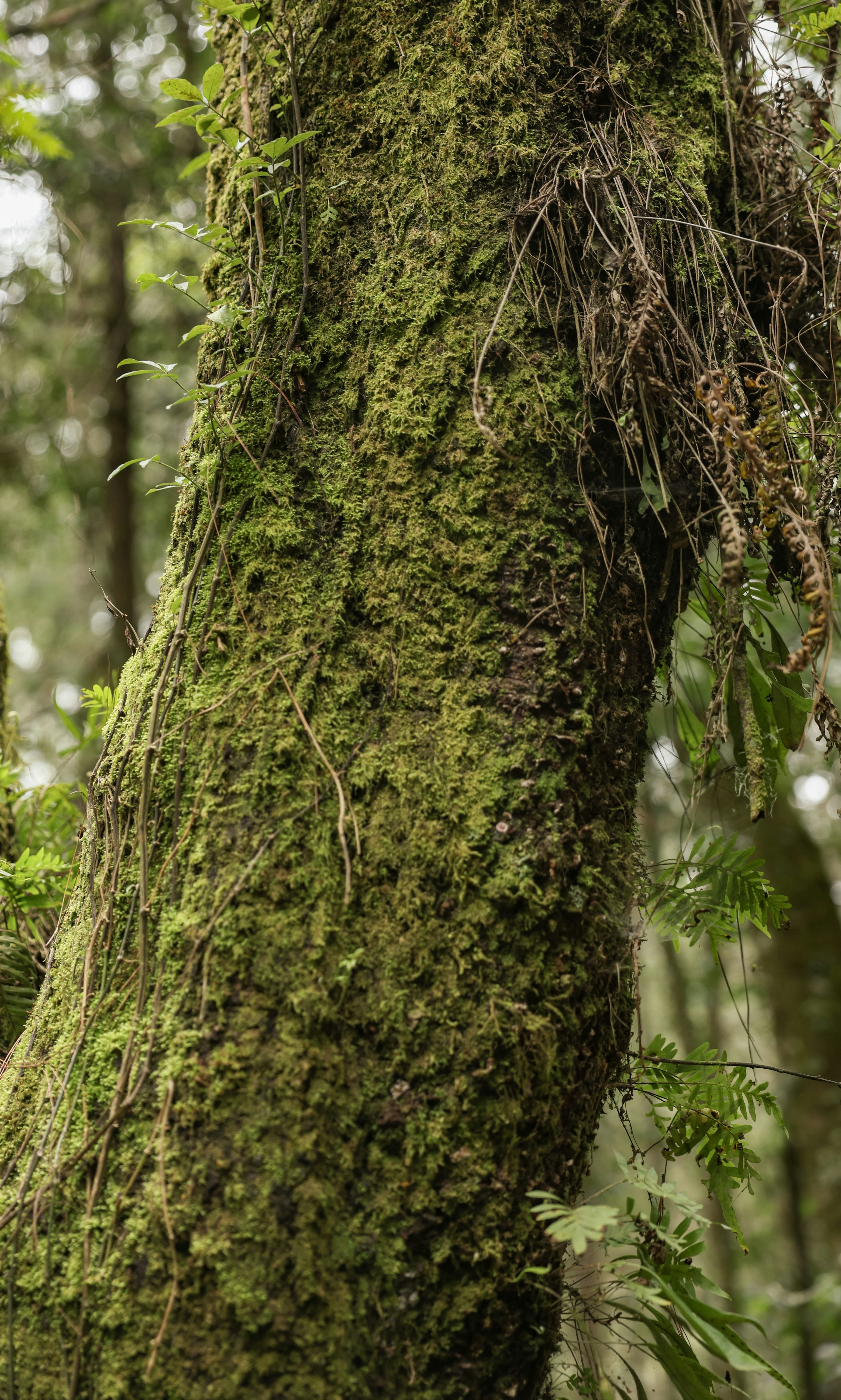 Moss-clad Trunk in a Quiet Forest