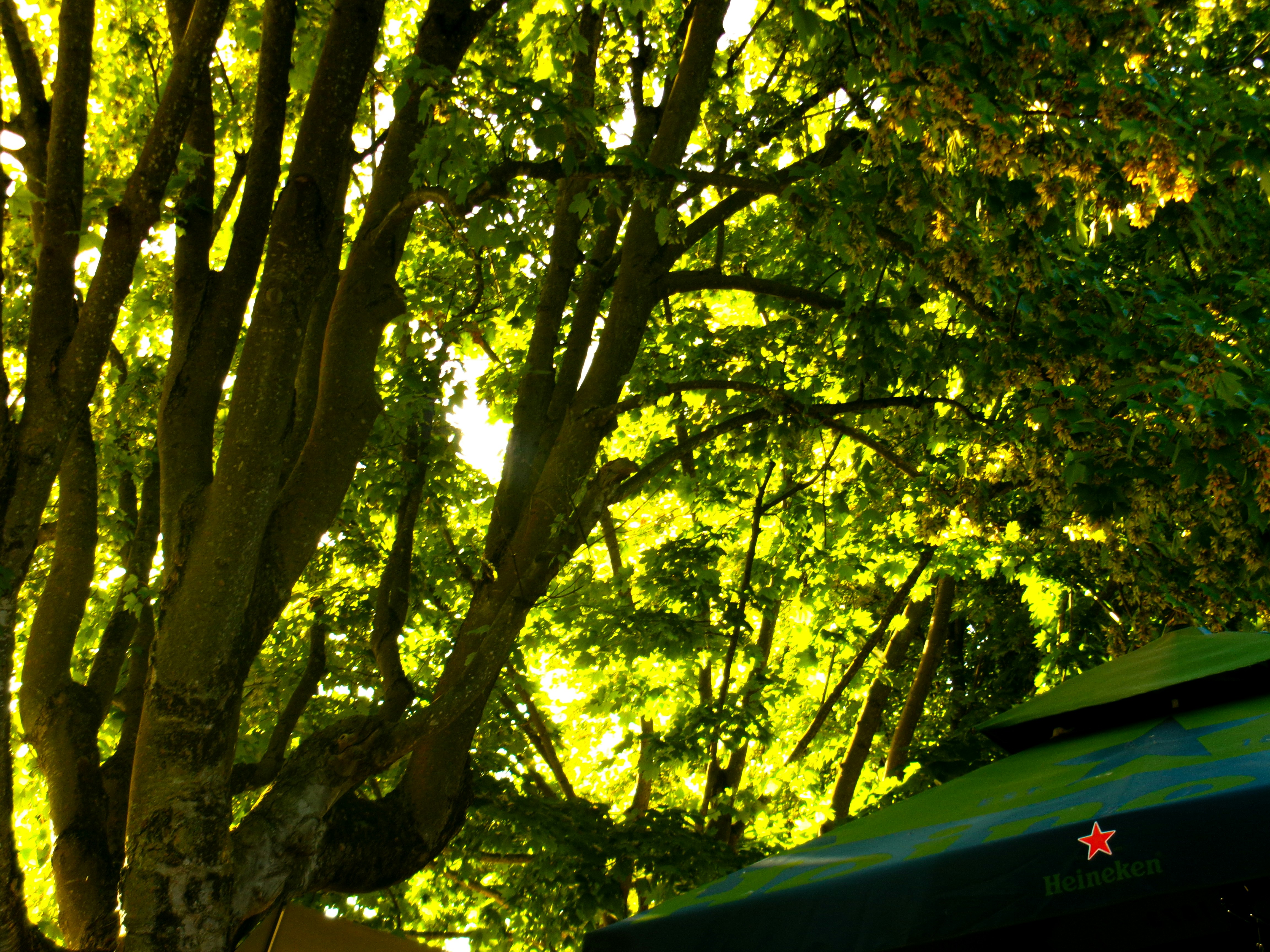 Sunlit canopy over a roadside Heineken tent