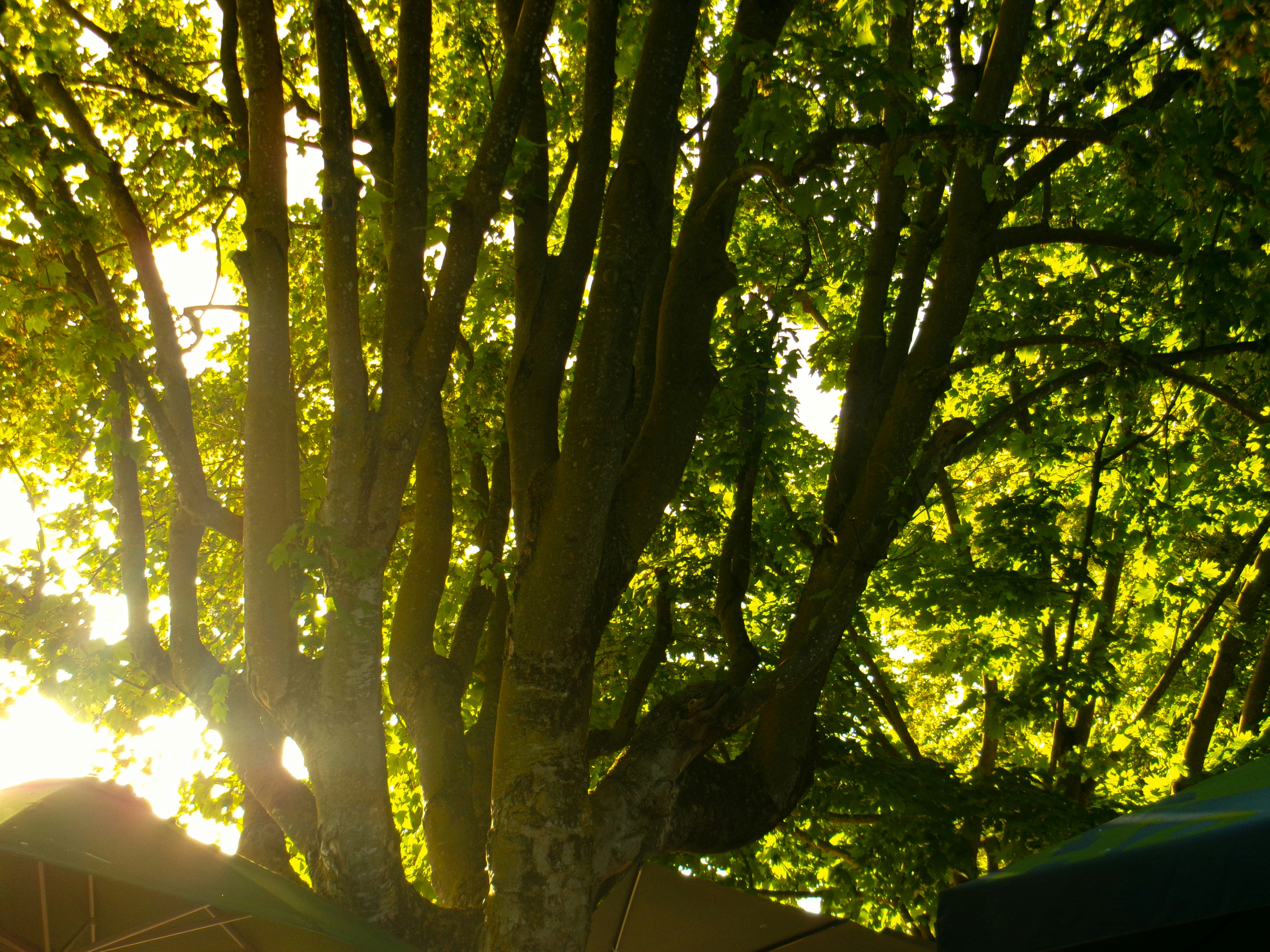 Sunlit canopy: a cathedral of trees bathed in golden hour