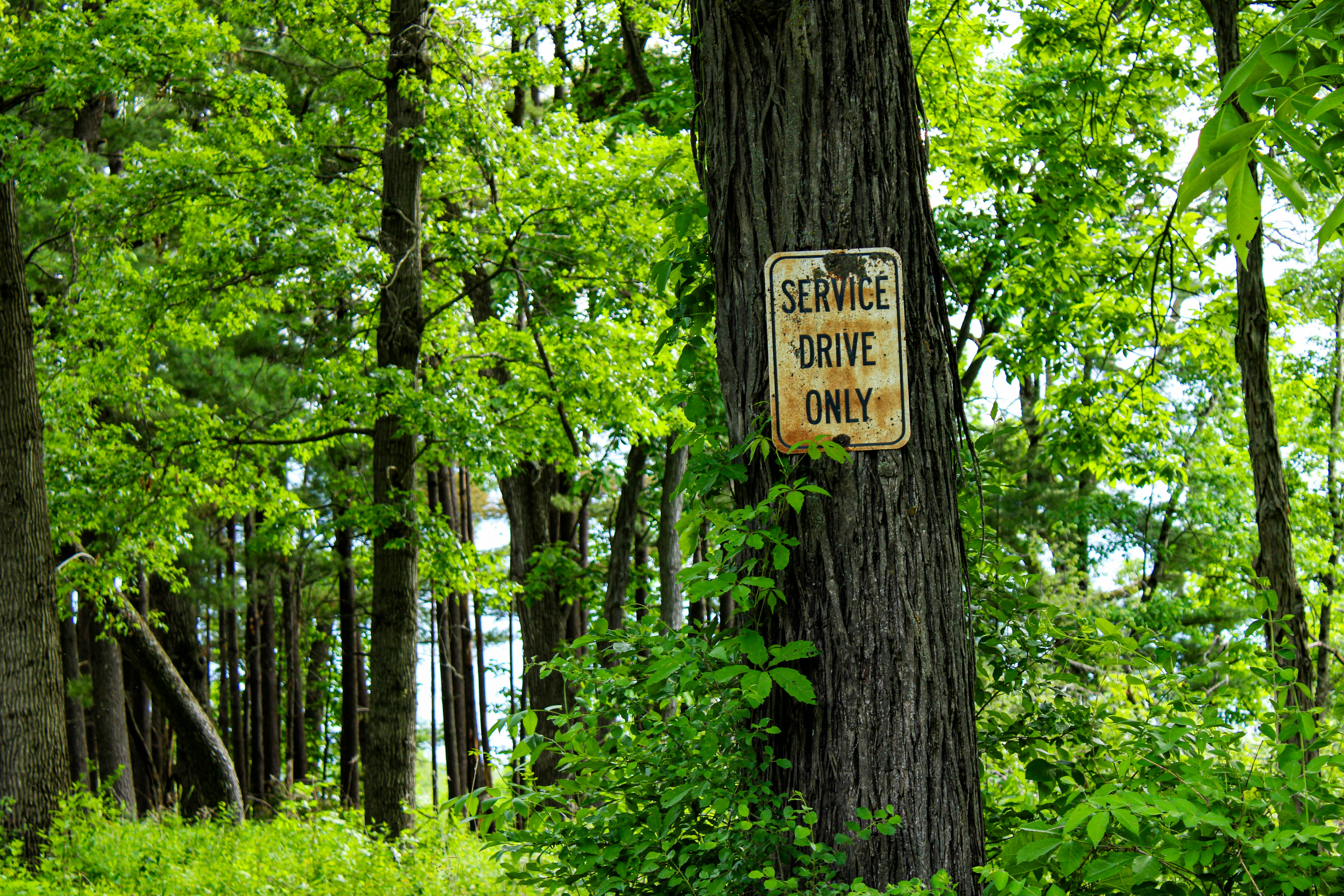 Lush forest scene with a weathered 