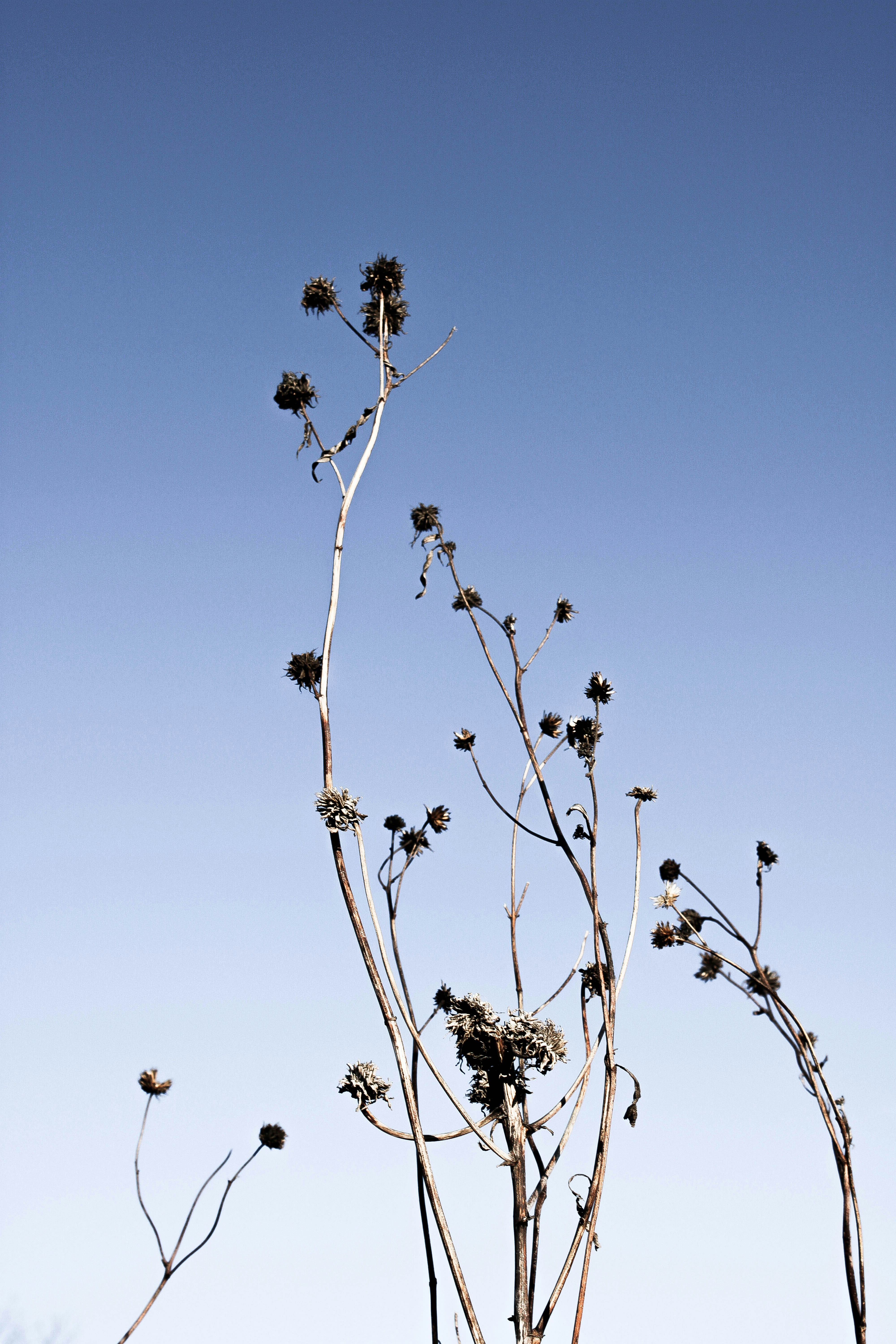Skyward Thistle: A Sparse Century-Tall Plant Reaching for the Blue