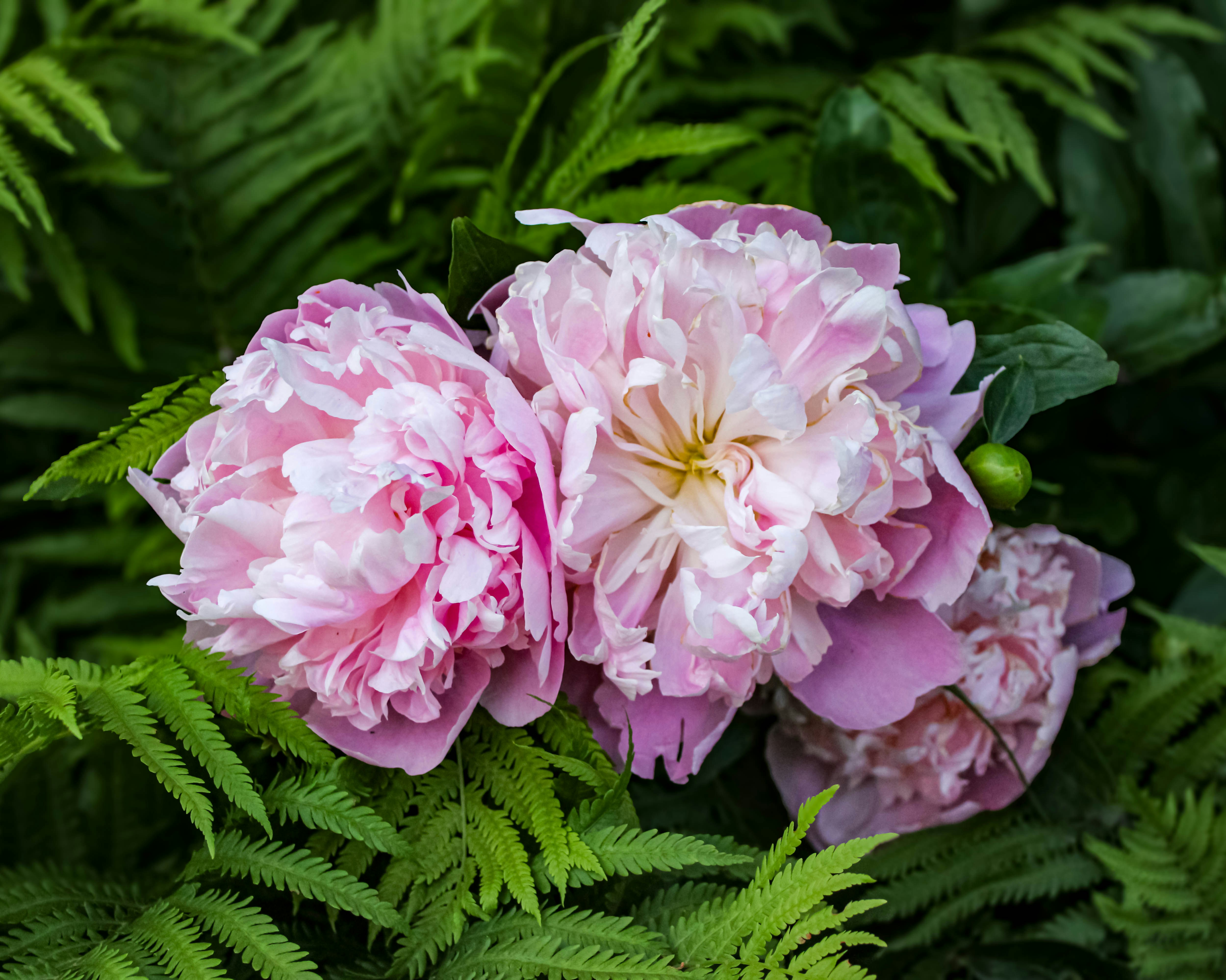 Soft Pink Peonies Nestled in Fern Greens