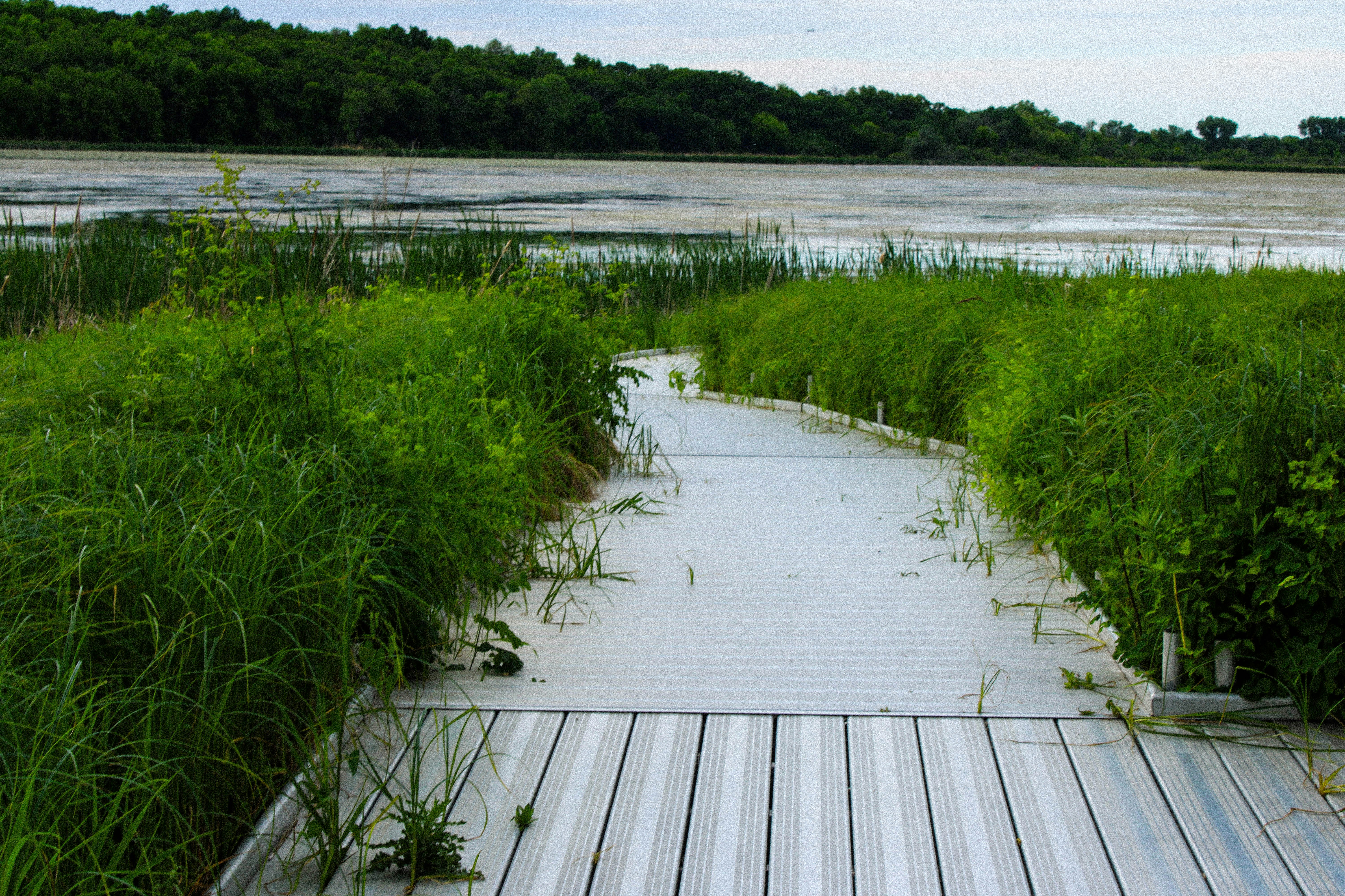 Path Through the Marsh: Weathered Boards Lead to Quiet Waters