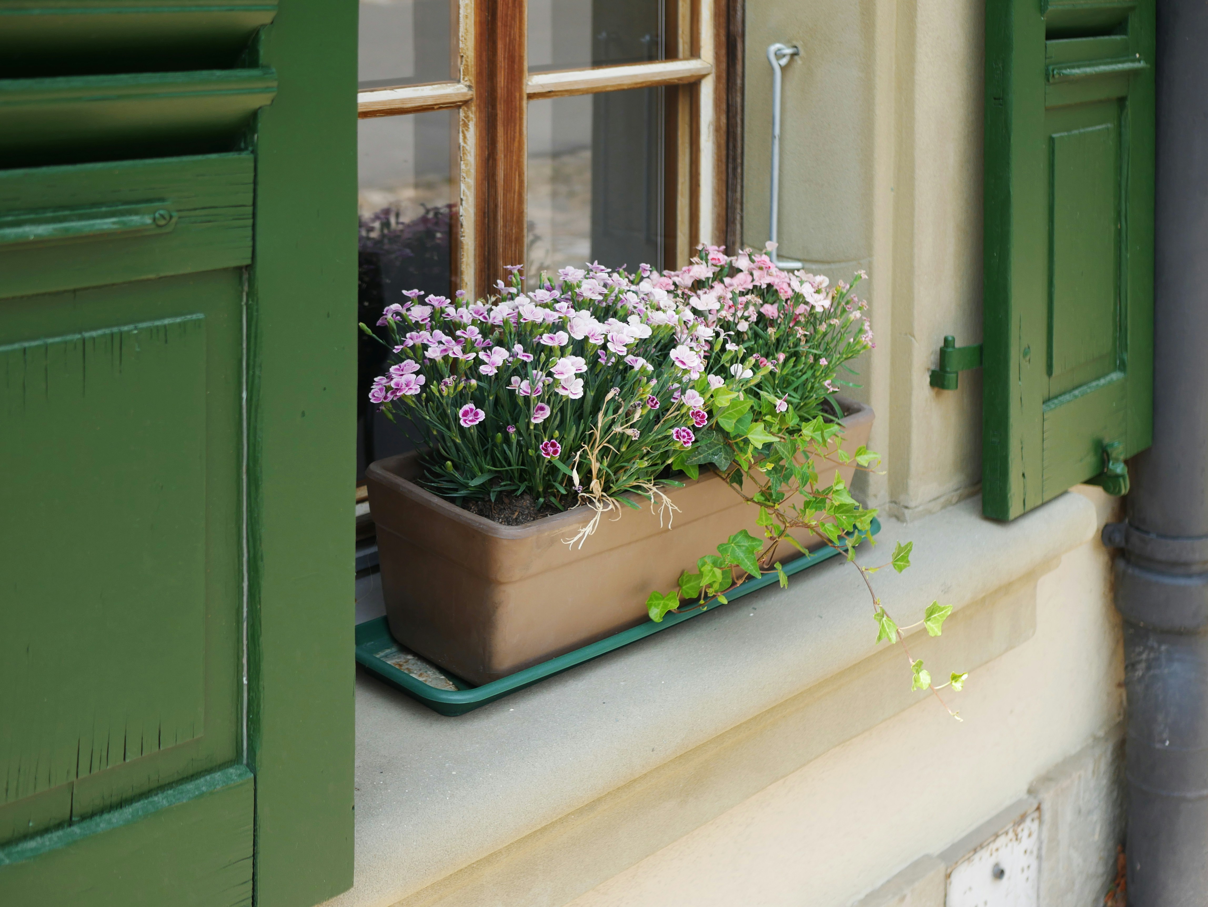 Window Box in Green Frame: Blooms on a Sunlit Sill