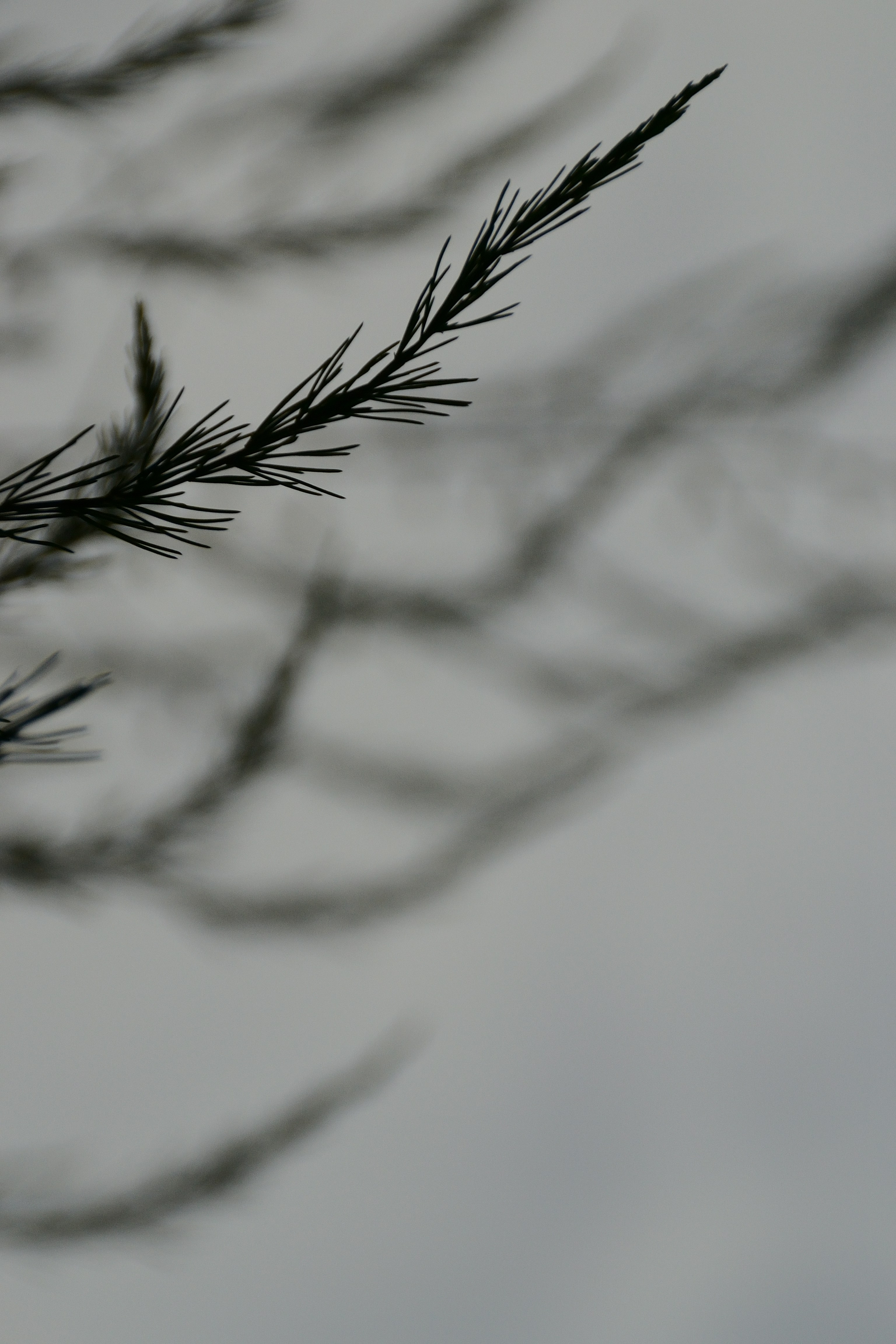 Silhouetted Pine Needle Against Blurred Winter Background